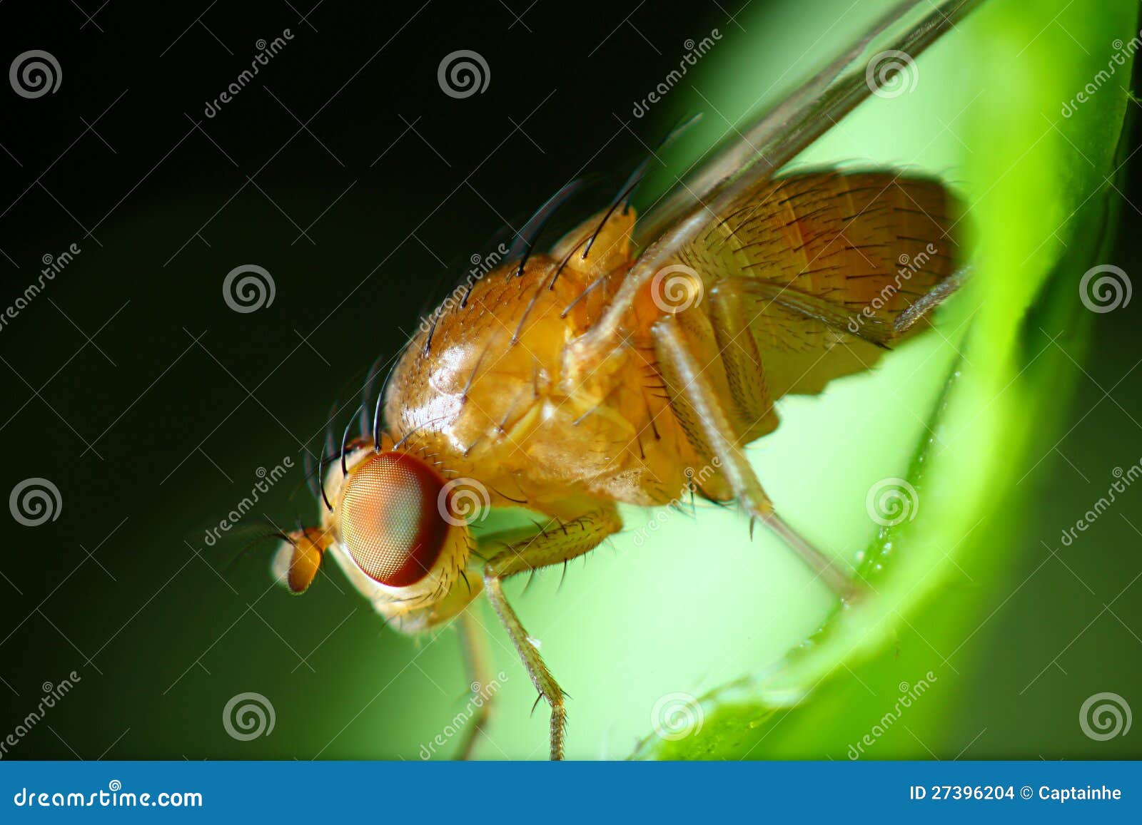 Fruit fly macro stock photo. Image of insect, aware, virus - 27396204