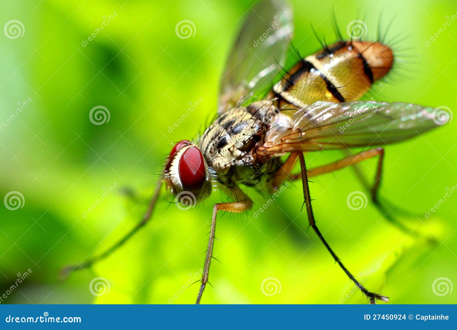 Fruit fly macro stock photo. Image of arthropod, sharpness - 27450924