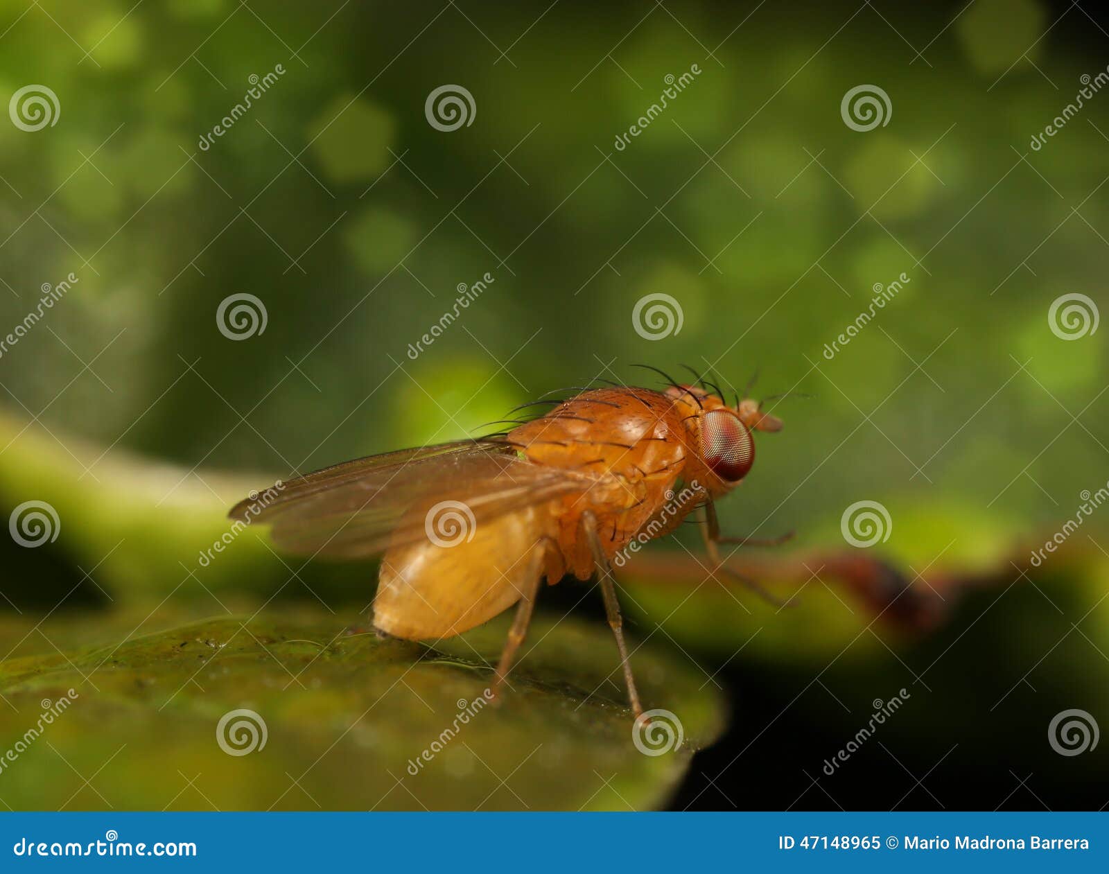 Fruit fly stock image. Image of macro, hexagon, insects - 47148965