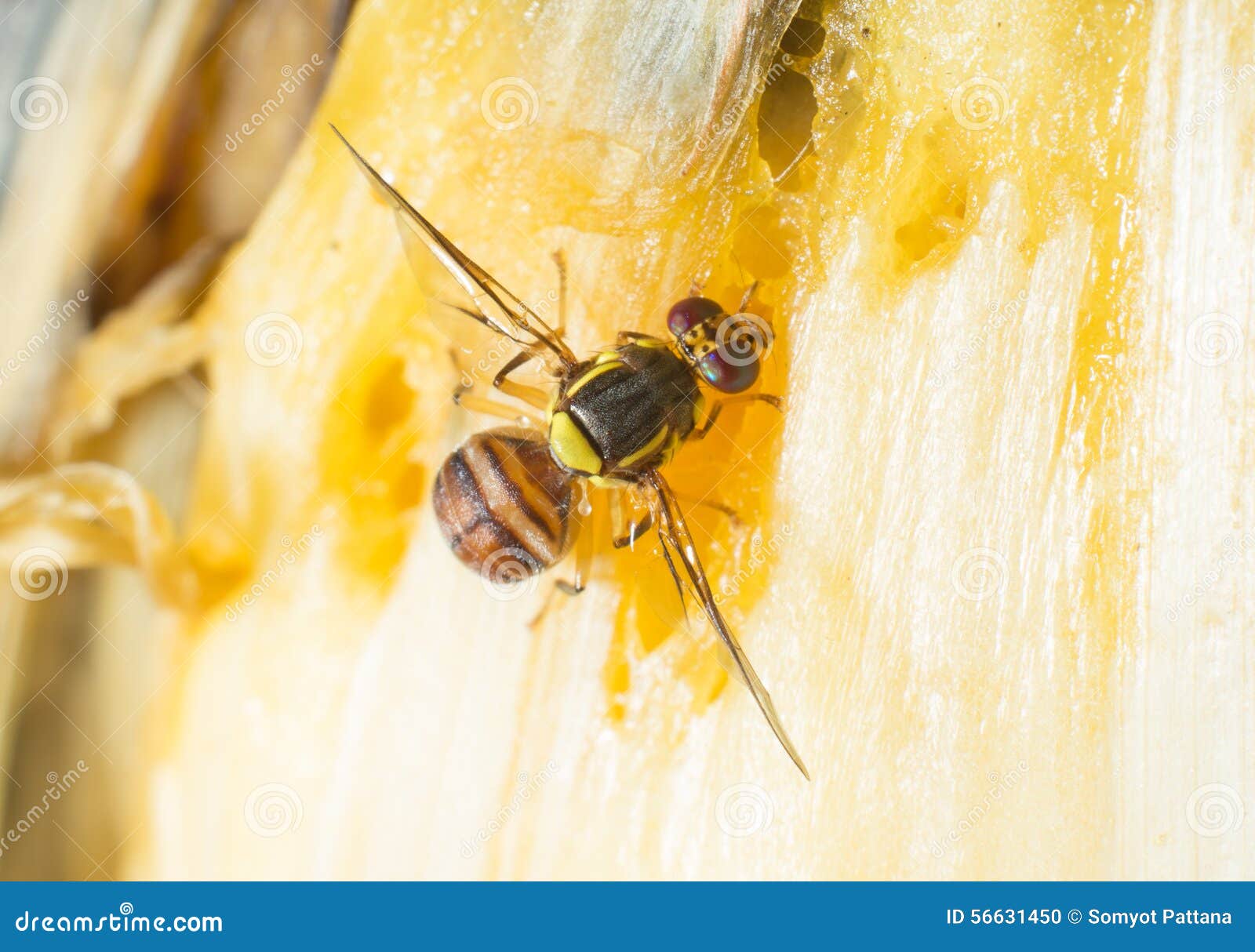 Fruit fly stock photo. Image of agriculture, closeup - 56631450