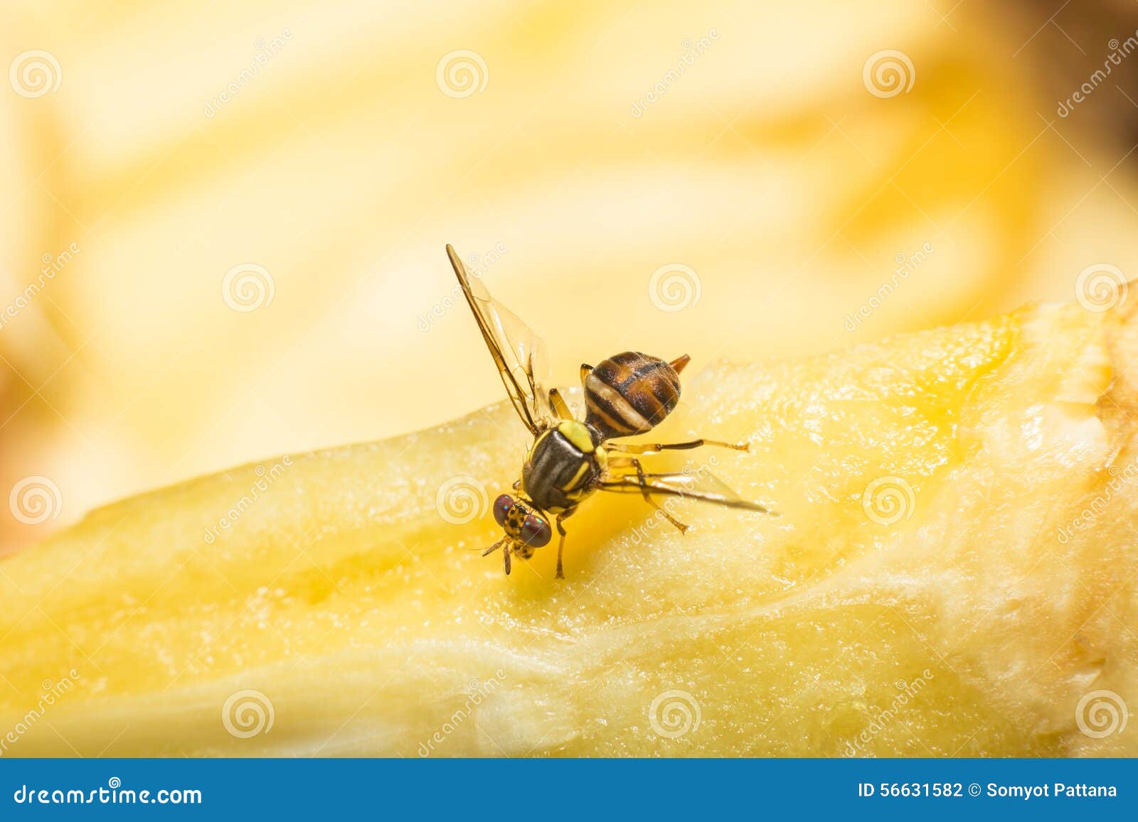 Fruit fly stock photo. Image of nature, wildlife, oriental - 56631582