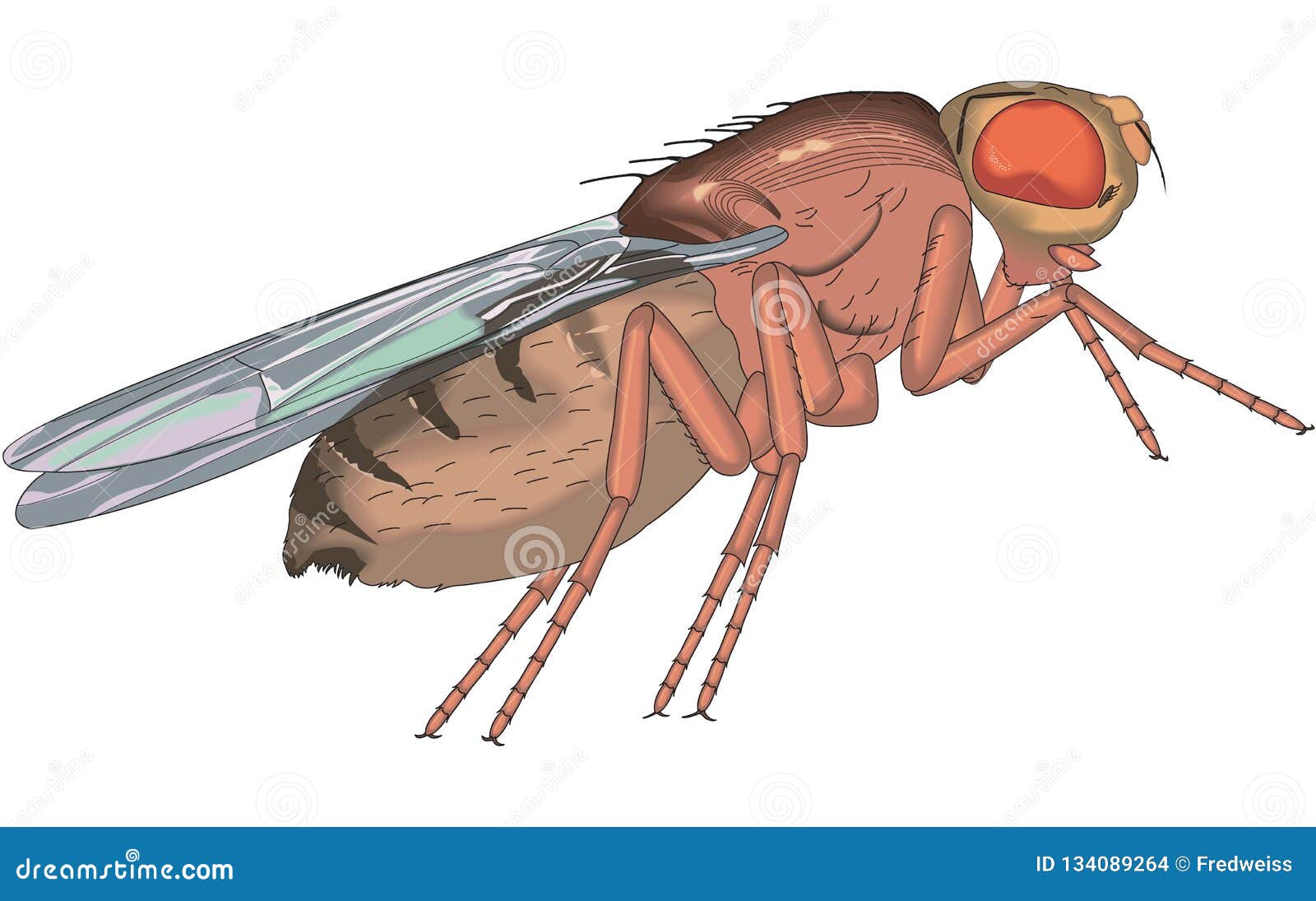 Fruit Fly Vector Illustration Stock Vector - Illustration of insects ...