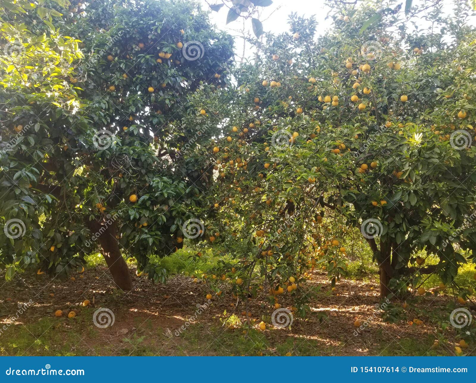 Fruit in the forest stock photo. Image of forest, fruit - 154107614