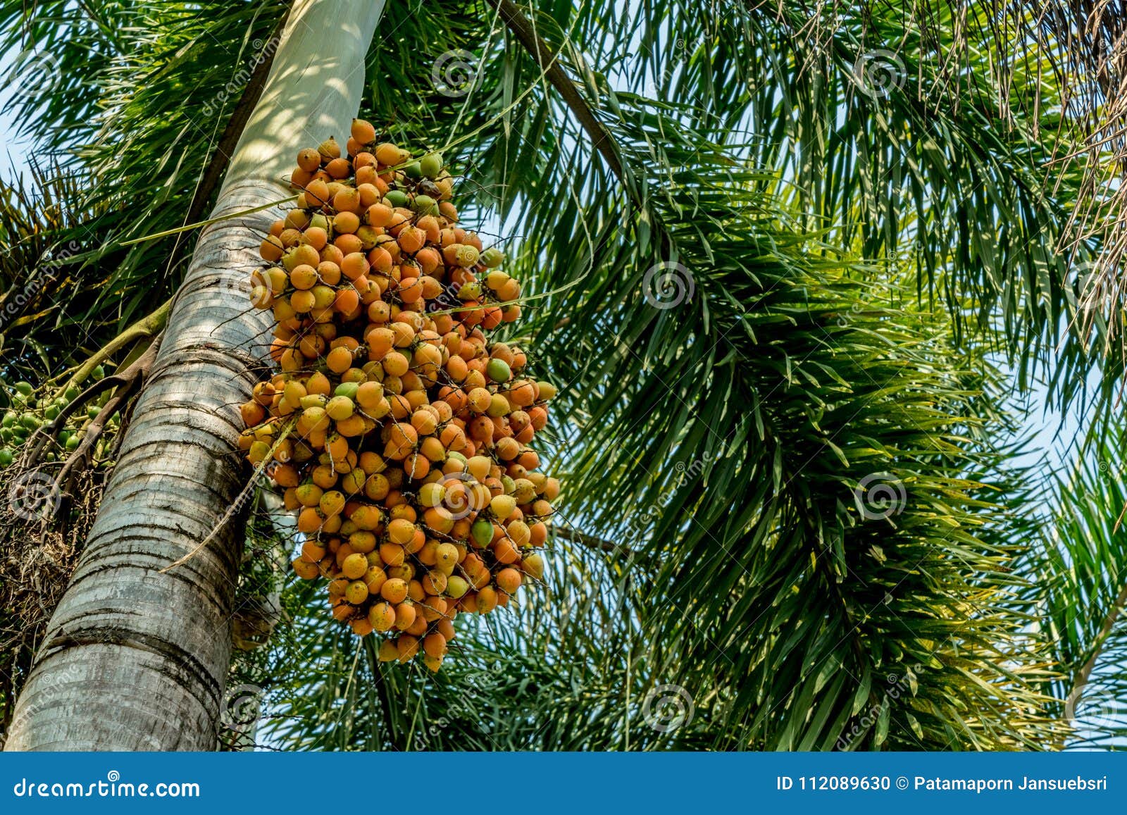 Fruit of fox tail palm stock photo. Image of natural - 112089630