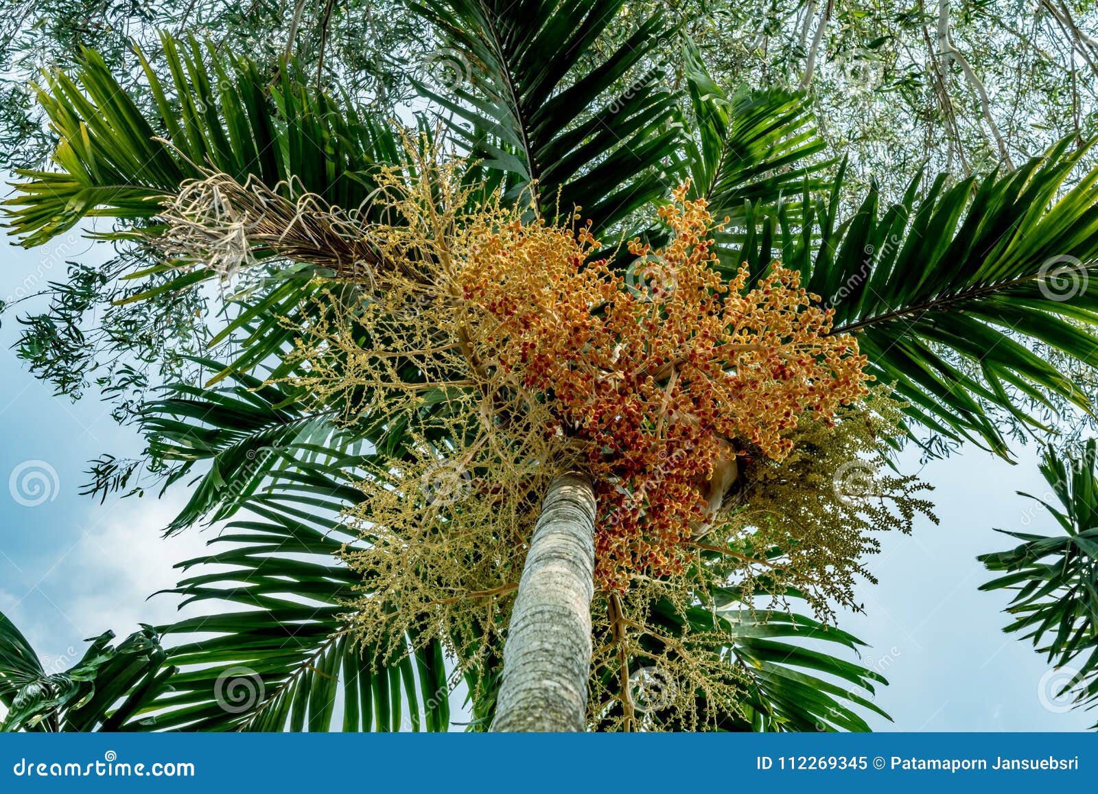 Fruit of fox tail palm stock image. Image of seed, botany - 112269345