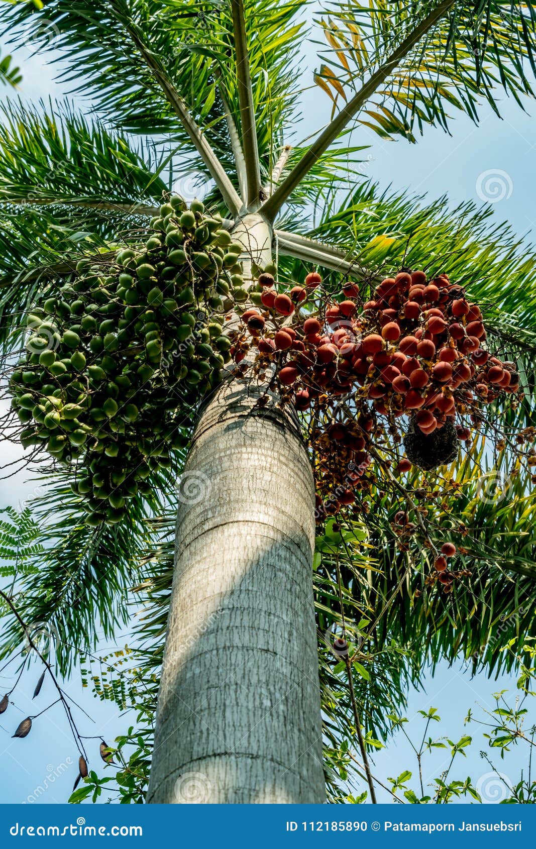 Fruit of fox tail palm stock photo. Image of branch - 112185890