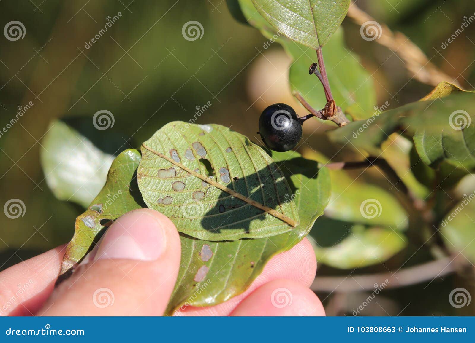 Frangula Alnus, Commonly Known As The Alder Buckthorn, Glossy Bu Stock ...
