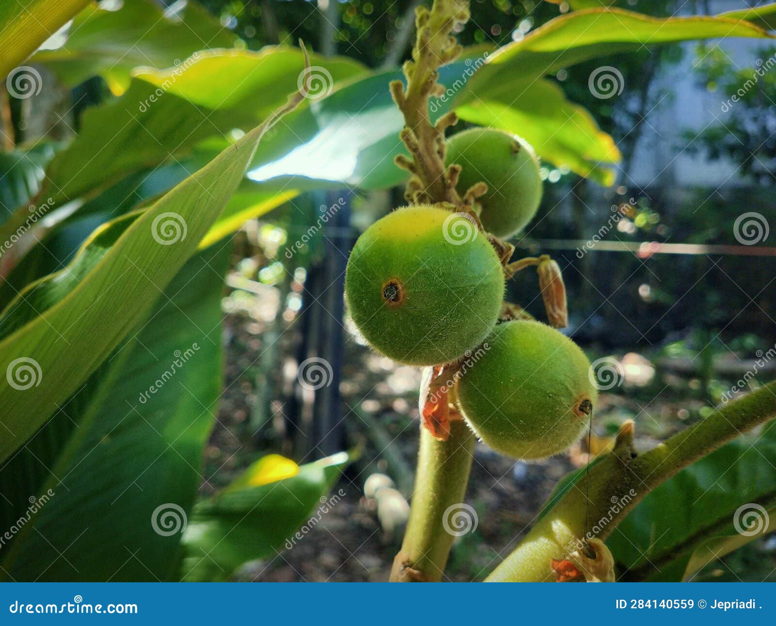The Fruit of the Galangal Tree Stock Image - Image of blossom, fruit ...
