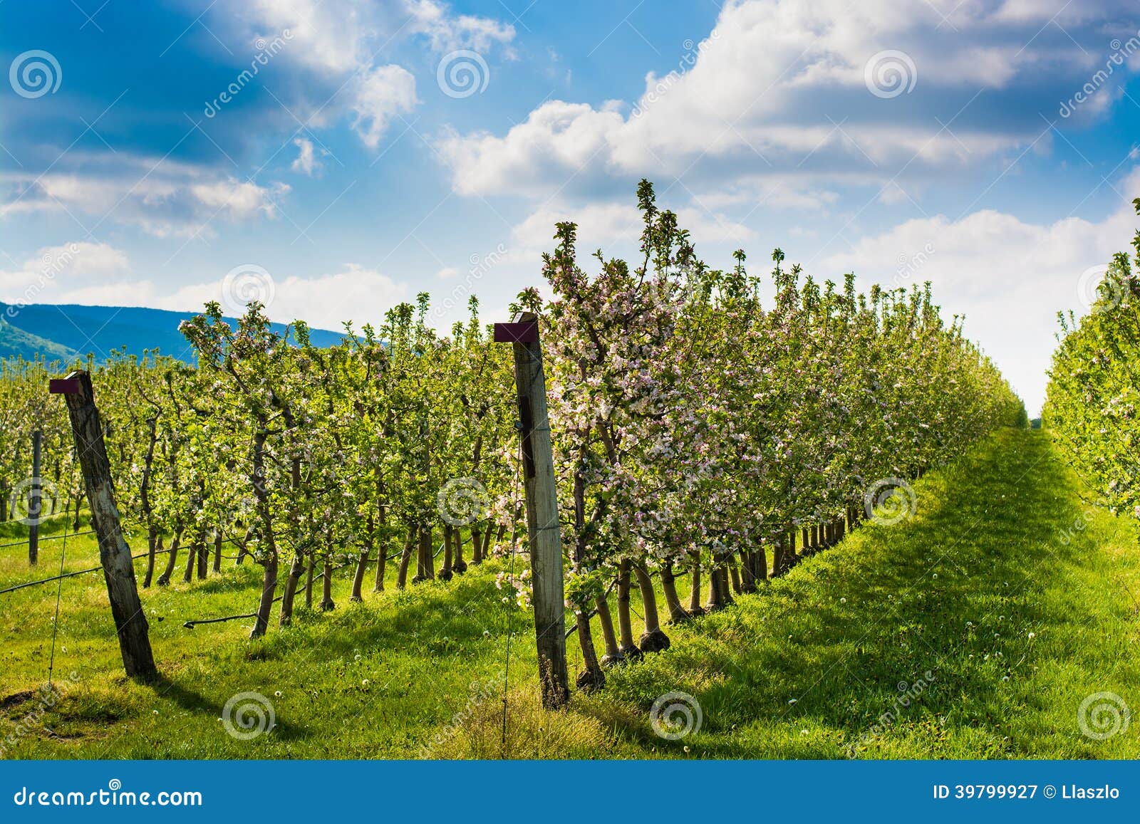 Fruit Garden stock image. Image of ripe, farming, fruits - 39799927