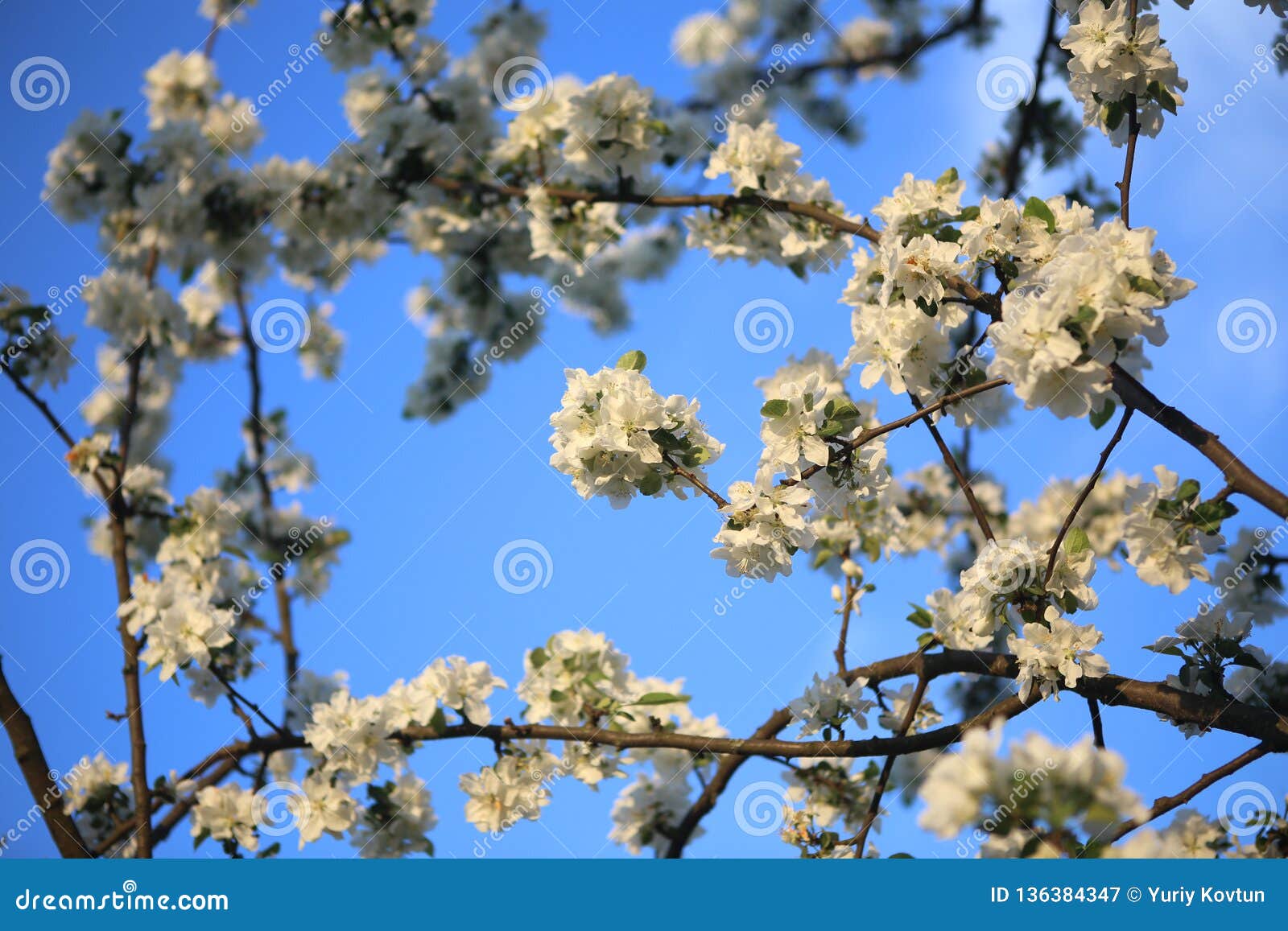 Fruit Garden Blossoming Flowers Spring Blue Sky Stock Image - Image of ...
