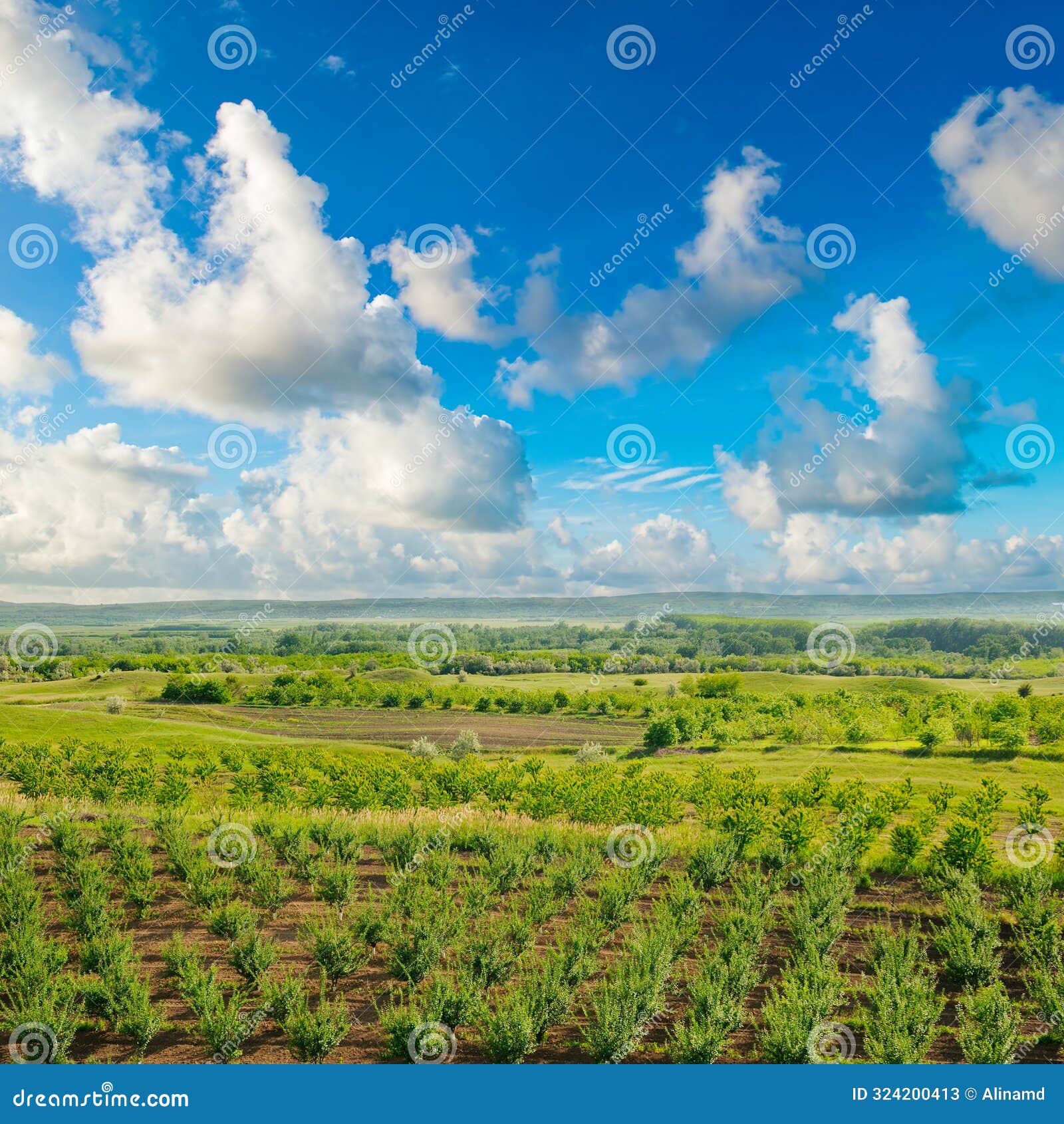 Fruit Garden, Field and Sky. View from Above Stock Image - Image of ...
