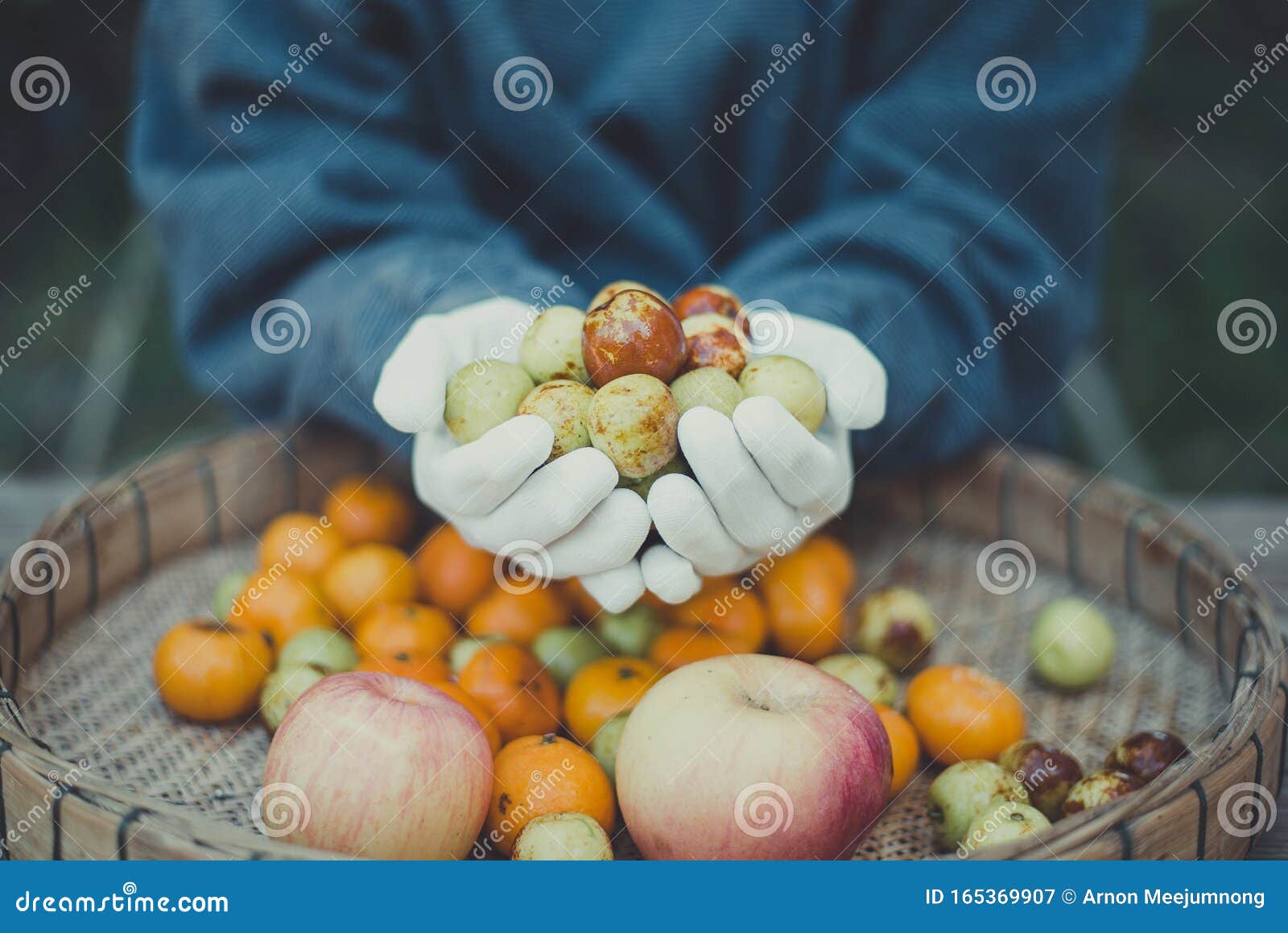 Fruit from Gardeners, Fruit in the Hands of Worker Stock Image - Image ...