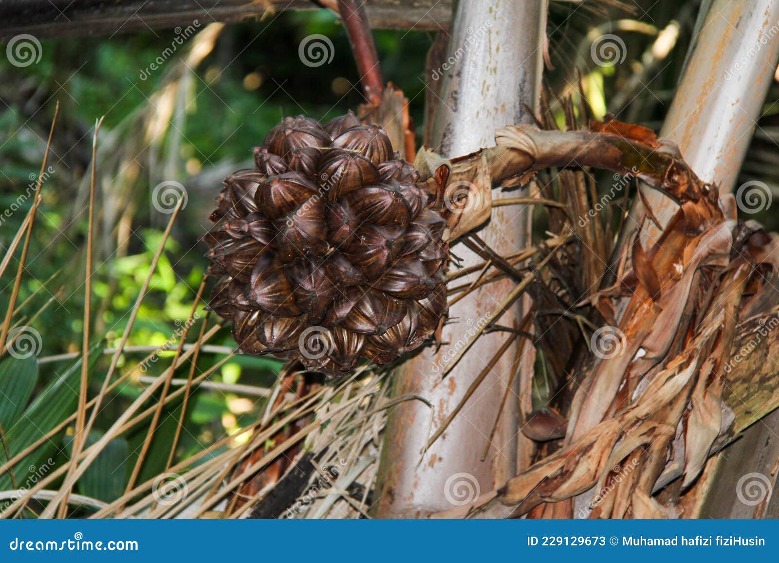 Fruit of the Nypa Fruticans at Malaysian Stock Image - Image of tree ...