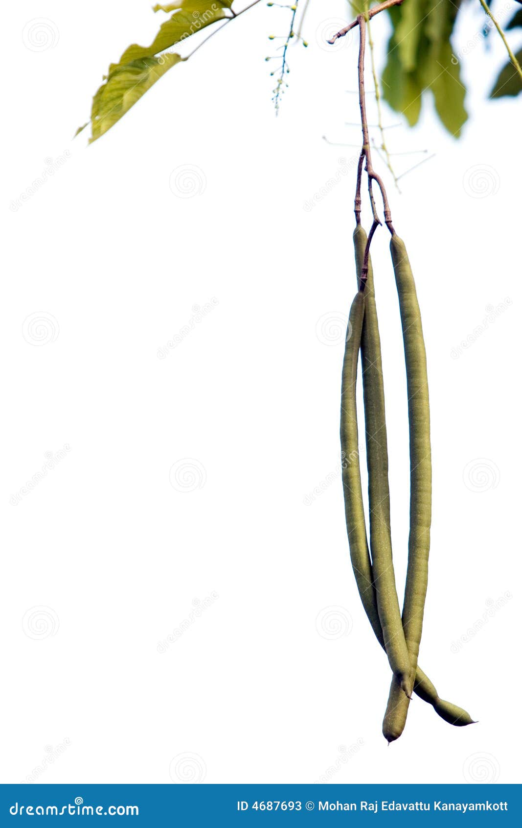 Fruit of the Golden Shower Tree Stock Image - Image of white, kerala ...