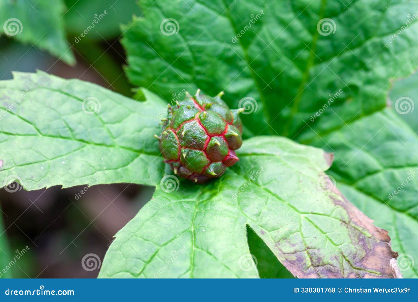 Fruit of a Goldenseal, Hydrastis Canadensis Stock Photo - Image of ...