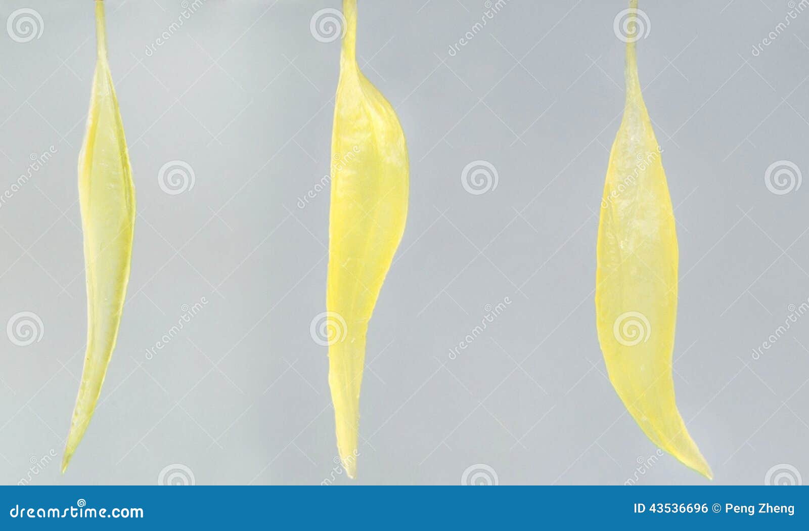 Orange grains stock photo. Image of texture, isolated - 43536696