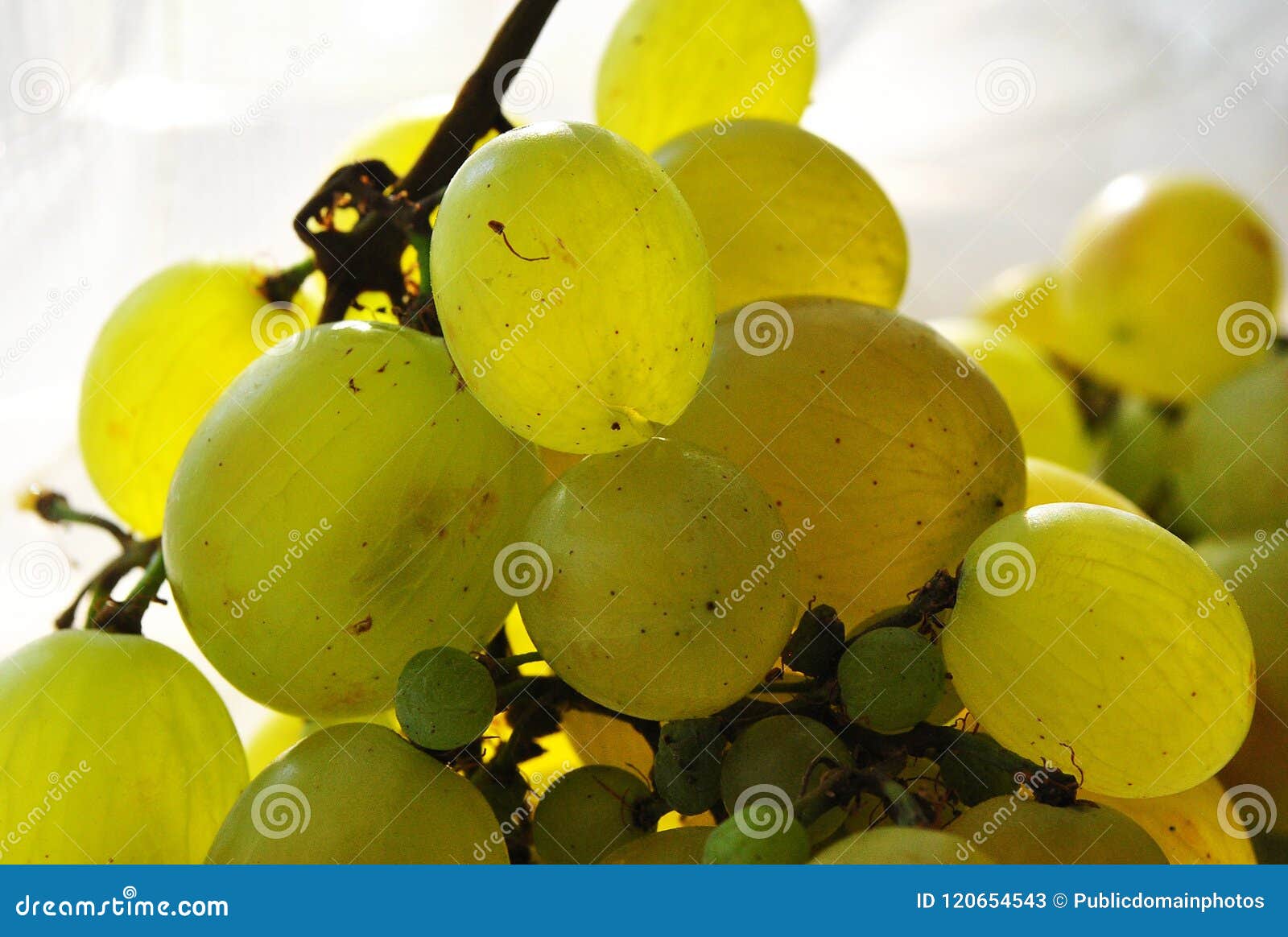 Fruit, Grape, Grapevine Family, Produce Picture. Image: 120654543