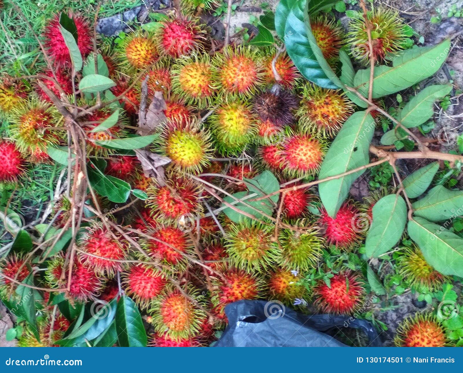 Rambutan stock image. Image of green, fruit, colour - 130174501