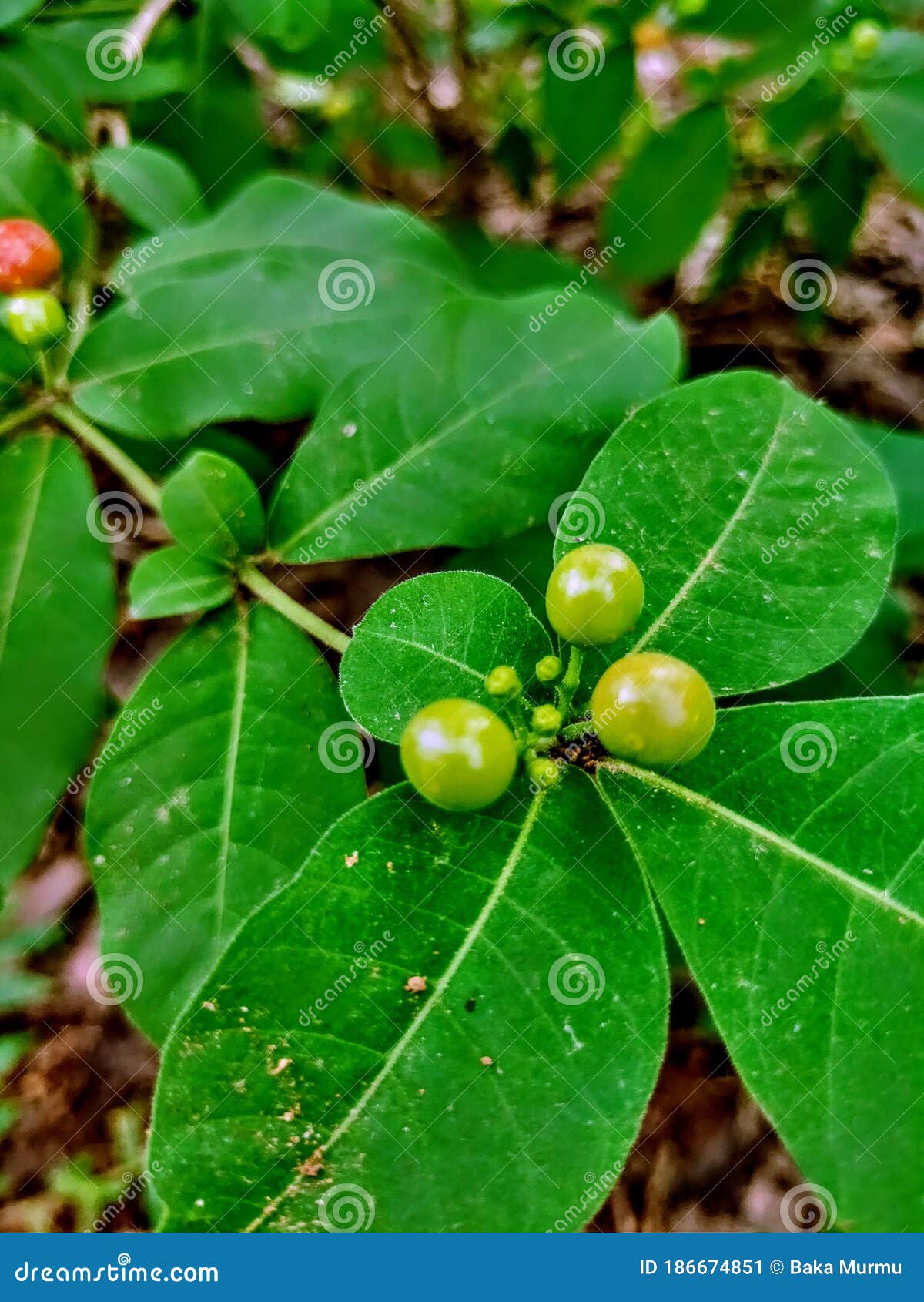 Fruit Green Nature Trees Wilds Stock Image - Image of wild, fruit ...