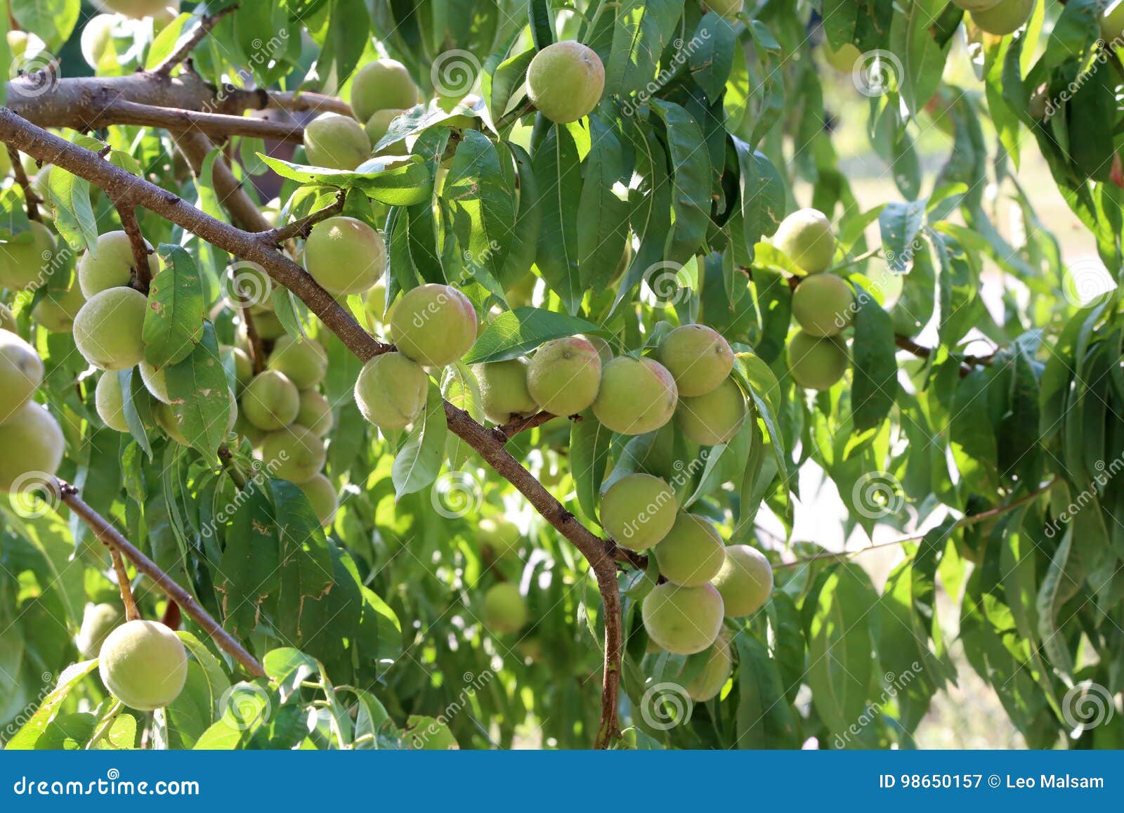 Green peaches on a branch stock image. Image of diet - 98650157