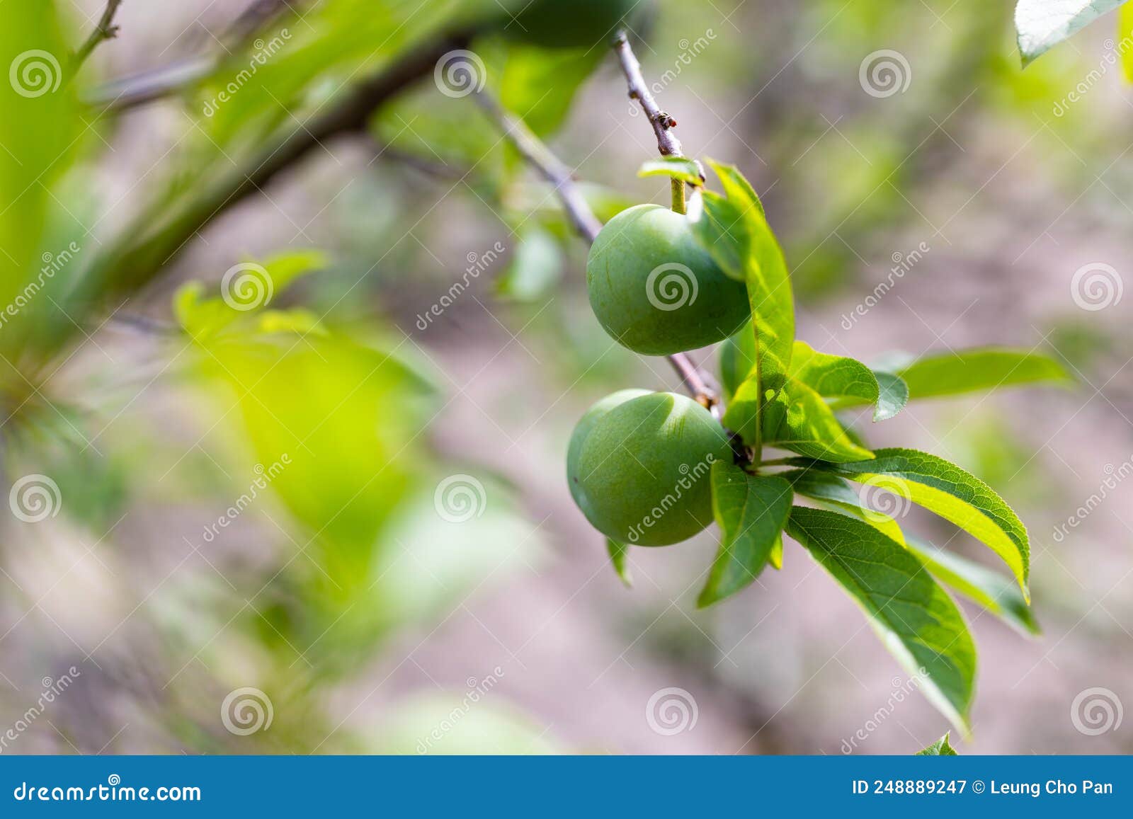 Fruit greengage on tree stock image. Image of health - 248889247
