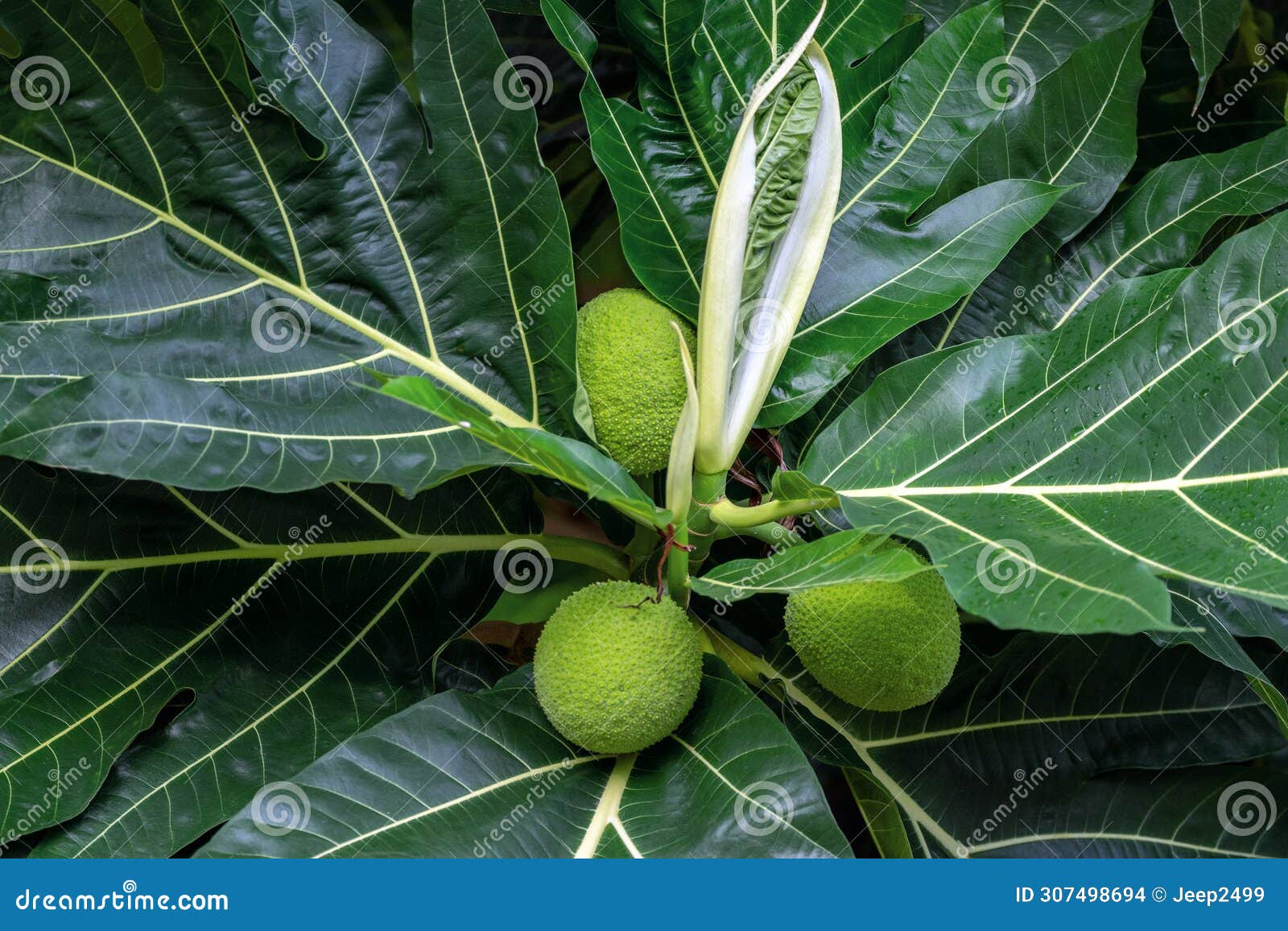 Fruit and the Growing Breadfruit Tree. Stock Photo - Image of health ...
