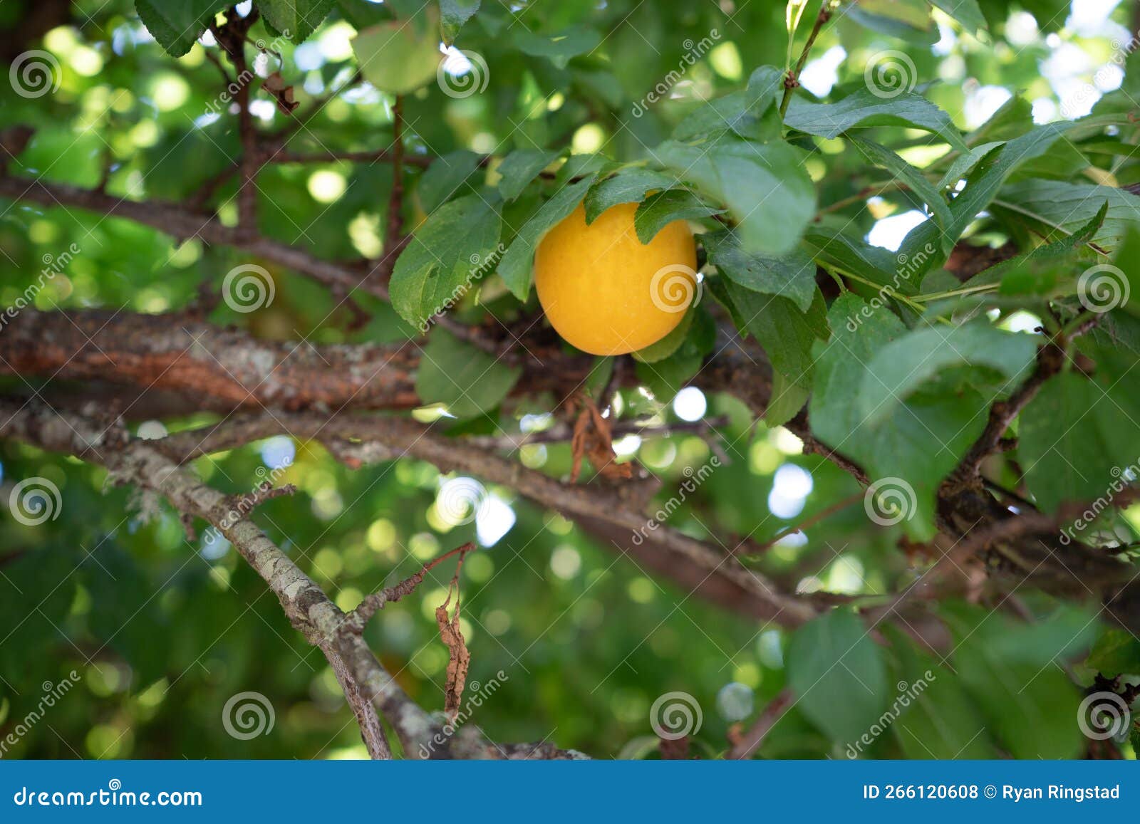 Yellow Plum Fruit Growing on Tree Stock Photo - Image of tree, island ...