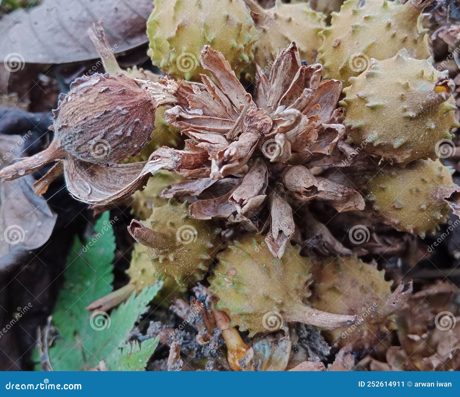 This is a Fruit that Grows on the Ground and Tastes Good and Sour Stock ...