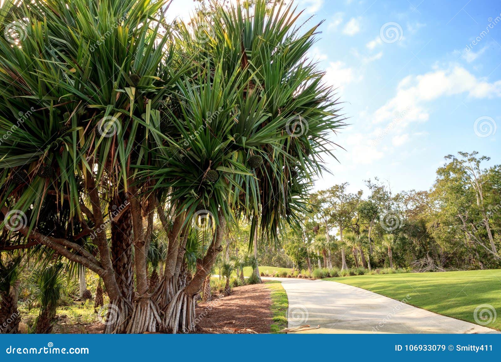Fruit Grows on a Screwpine Tree Pandanus Utilis Stock Image - Image of ...