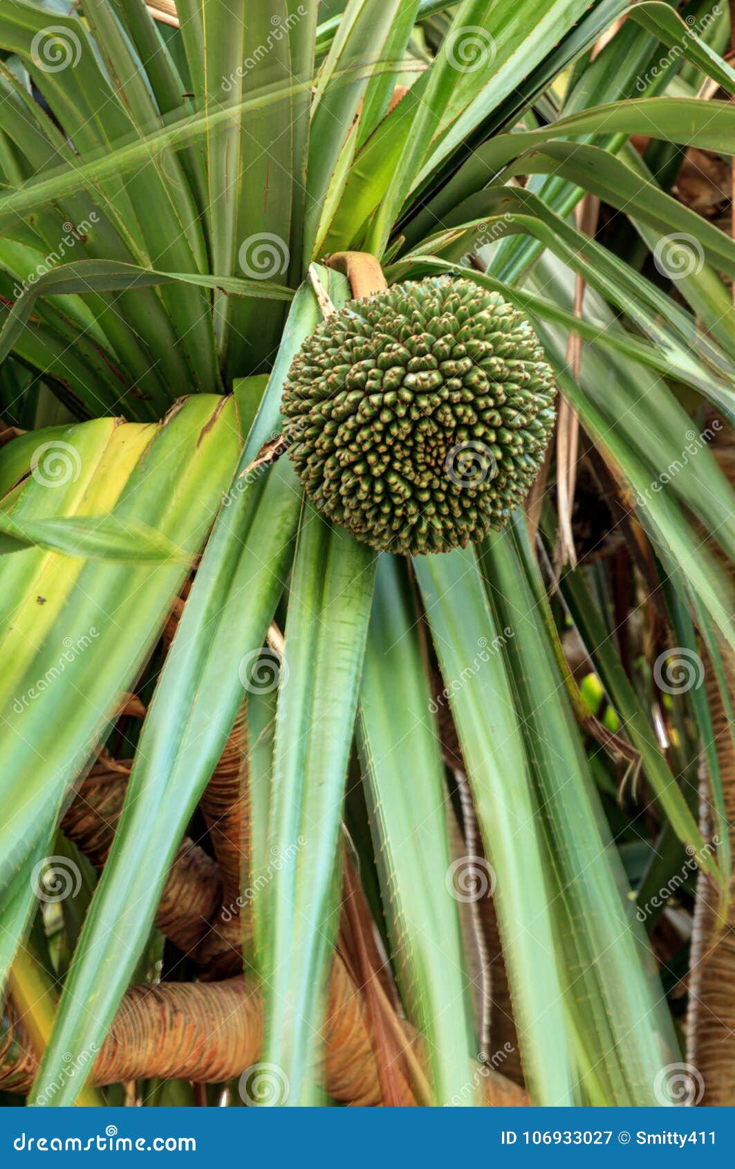 Pandanus Utilis Common Screw Pine . Royalty-Free Stock Photo ...