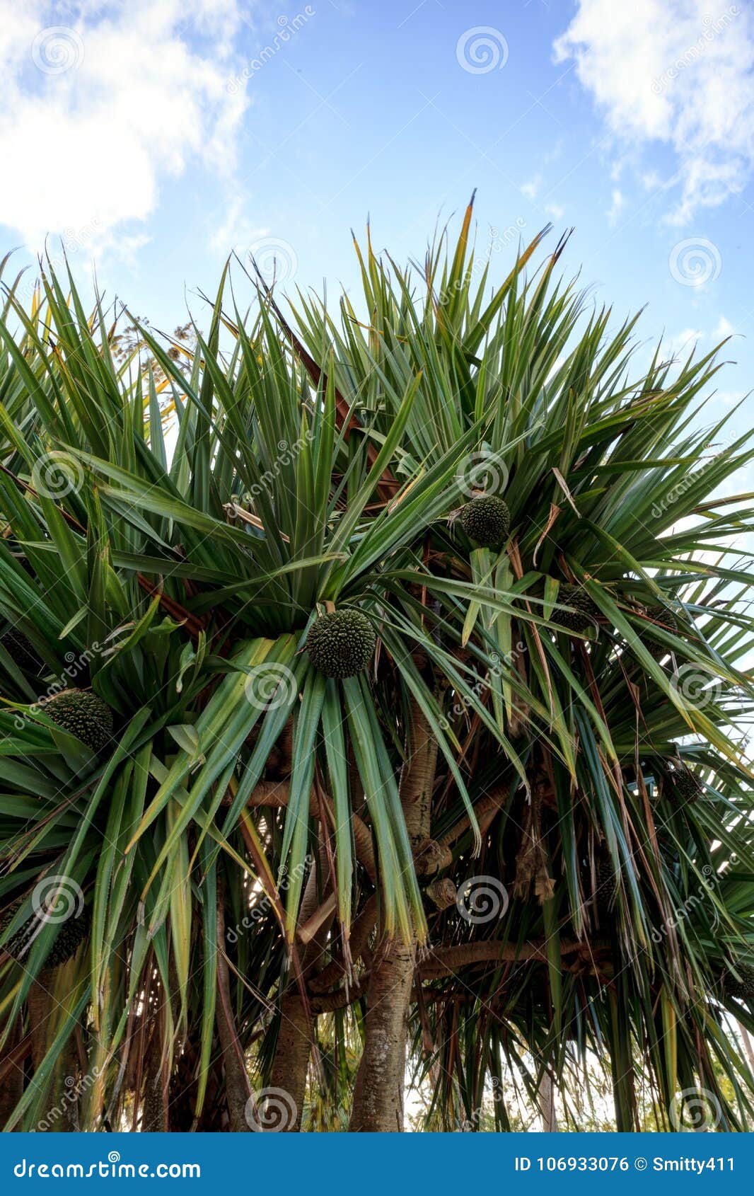 Fruit Grows on a Screwpine Tree Pandanus Utilis Stock Photo - Image of ...