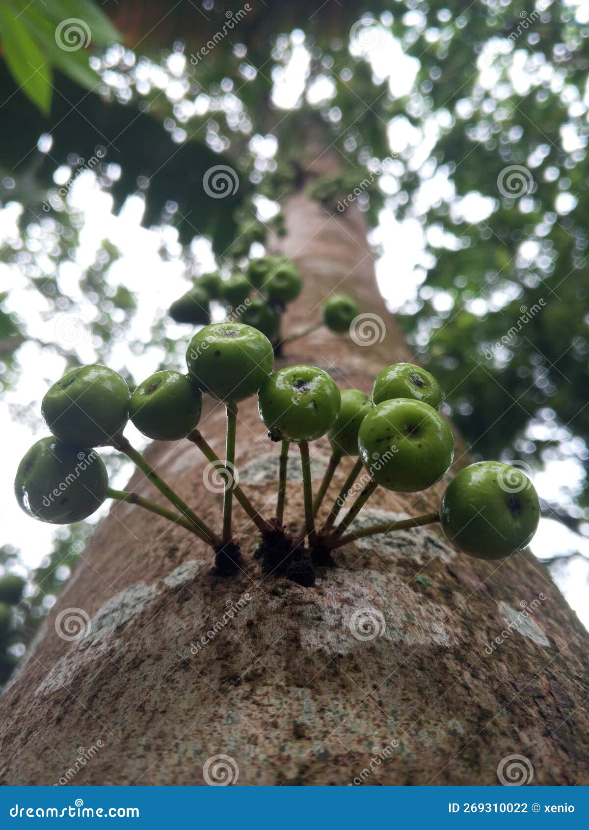 Fruit that Grows in the Tree Trunk with Its Uniqueness Stock Photo ...
