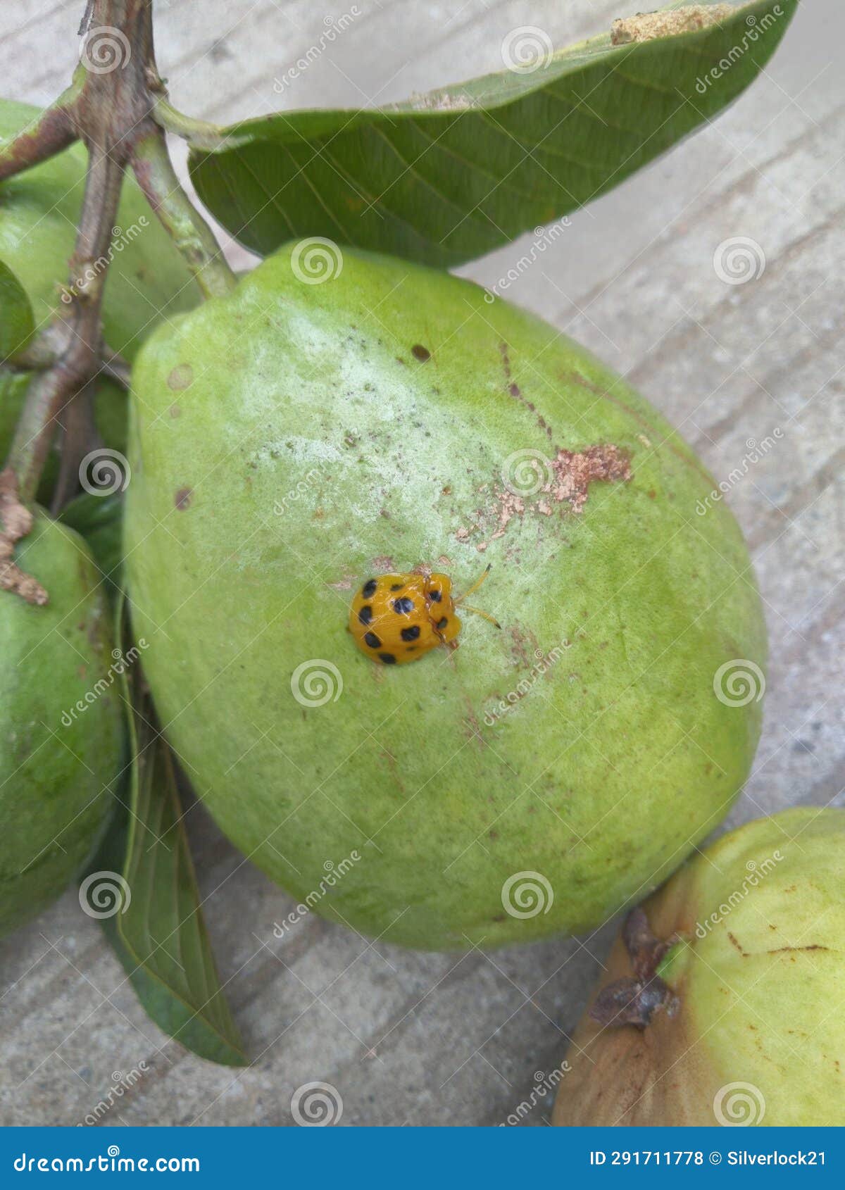Fruit Guava Ladybug Green Insect Stock Photo - Image of insect, ladybug ...