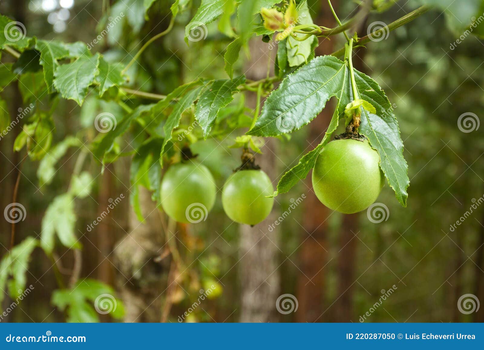 Fruit of the Gulupa on the Plant - Passiflora Pinnatistipula Stock ...
