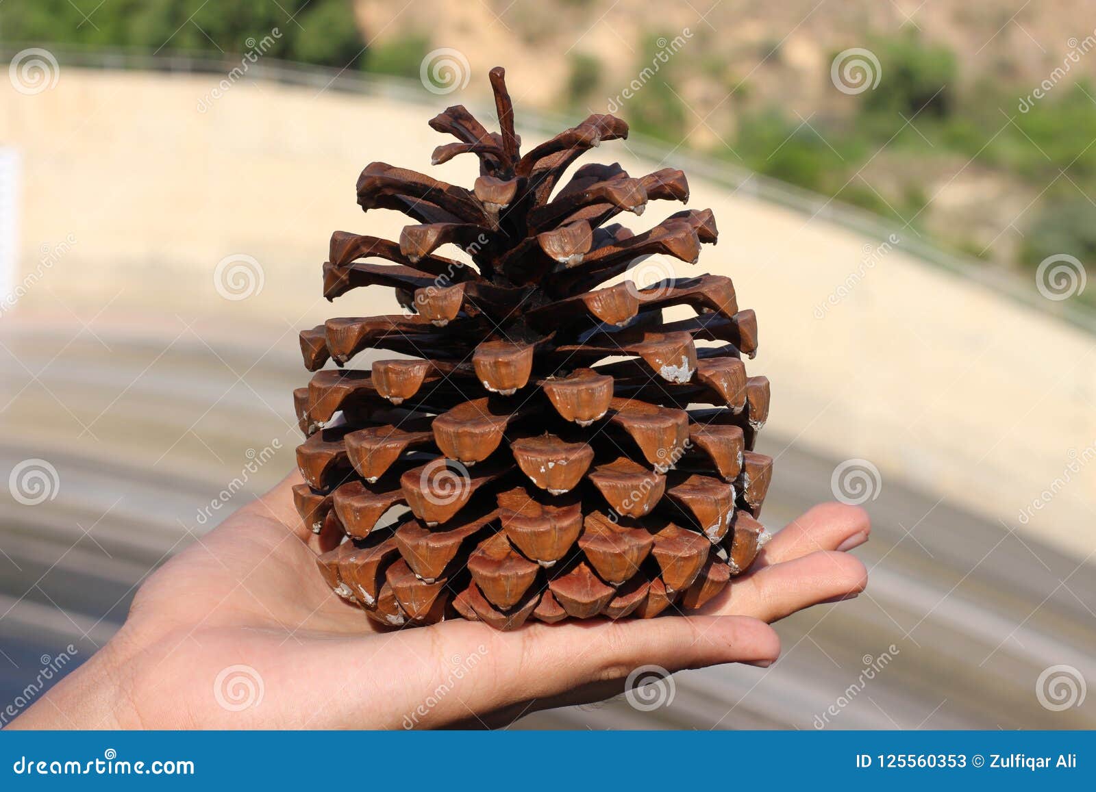 A Fruit in Hand stock image. Image of fruit, hand, people - 125560353