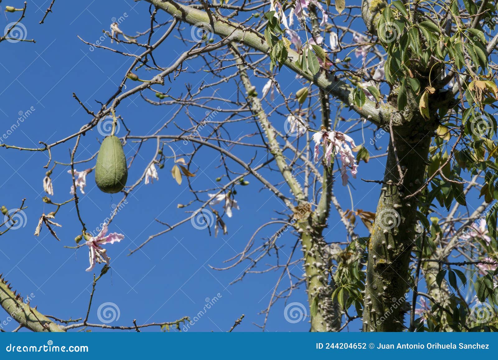 Fruit Hanging from the Branches of a Ceiba Tree Stock Photo - Image of ...