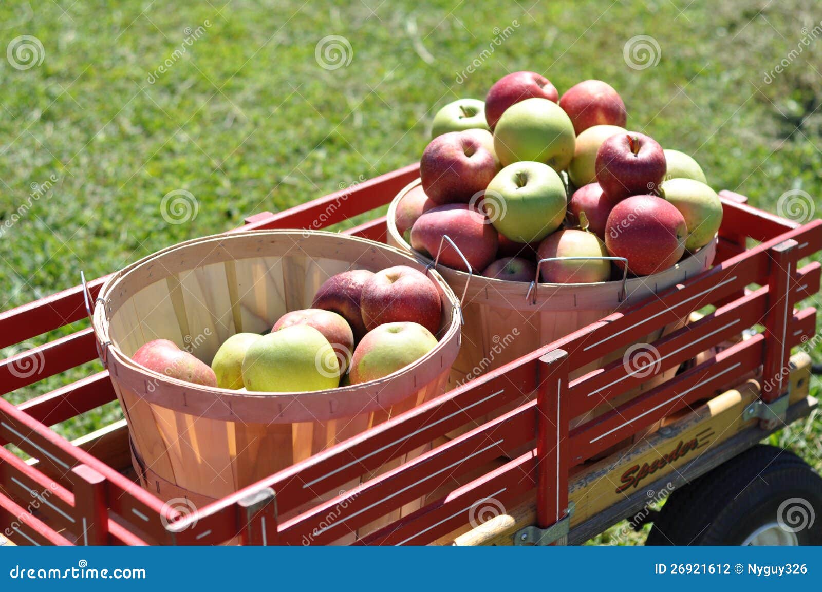 Fruit harvest stock photo. Image of community, background - 26921612