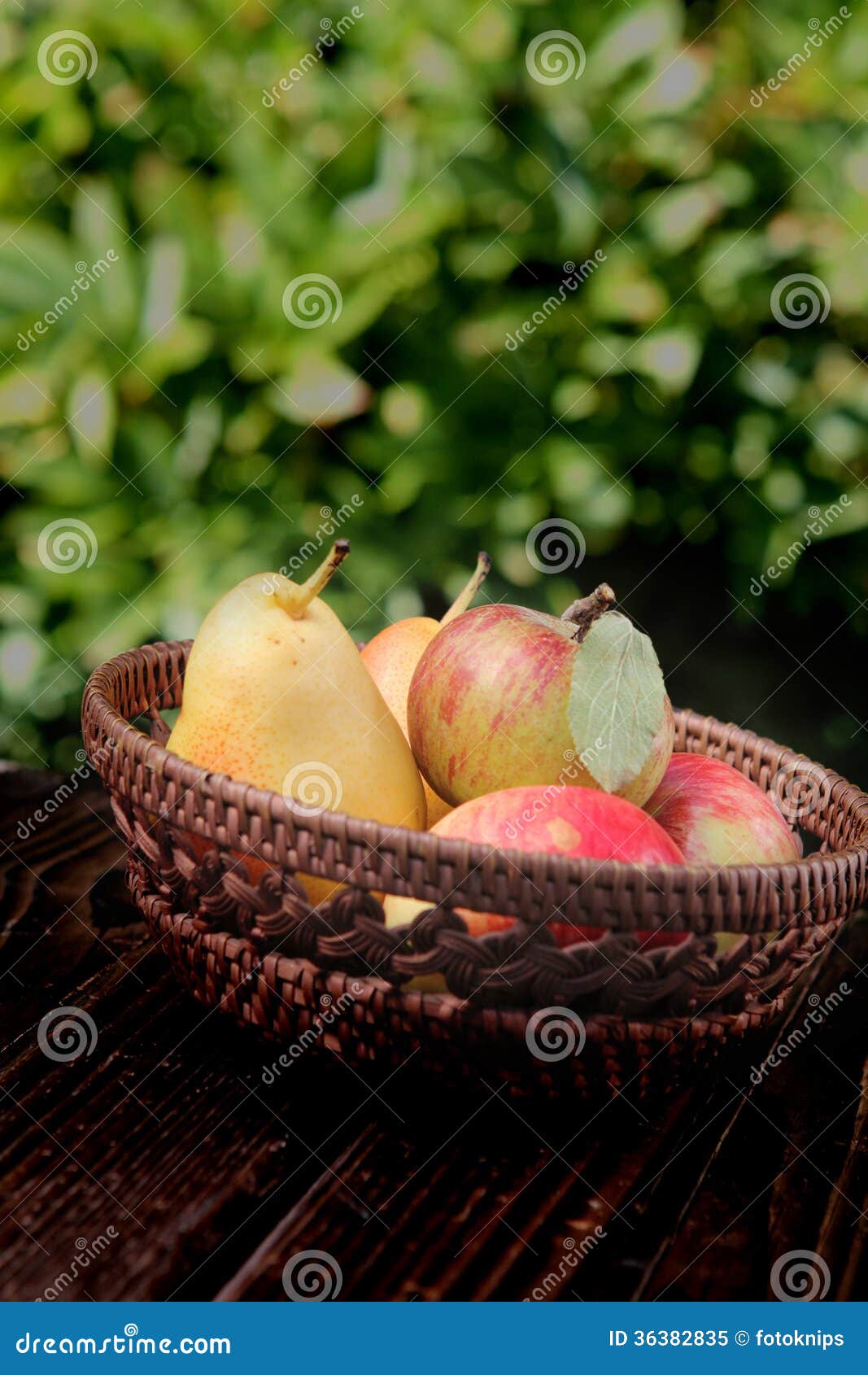 Fruit harvest stock image. Image of pears, thanksgiving - 36382835