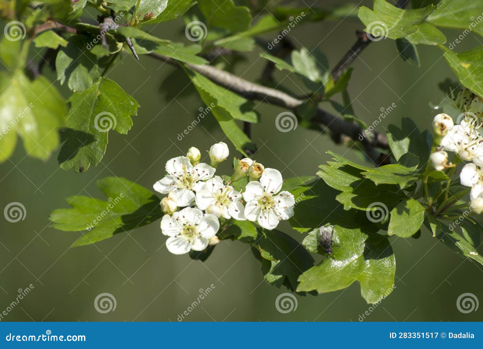 Fruit of Hawthorn (Crataegus Laevigata Stock Image - Image of wild ...