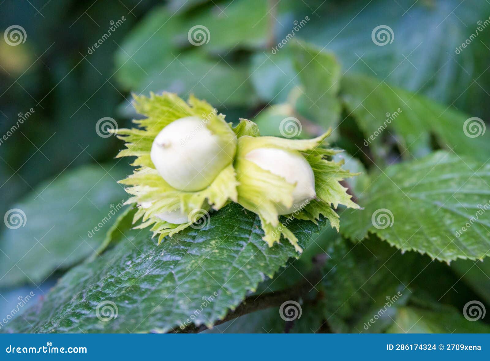 Fruit Hazelnut on Hazel Tree Branch, in the Czech Region, 3 Nuts for ...