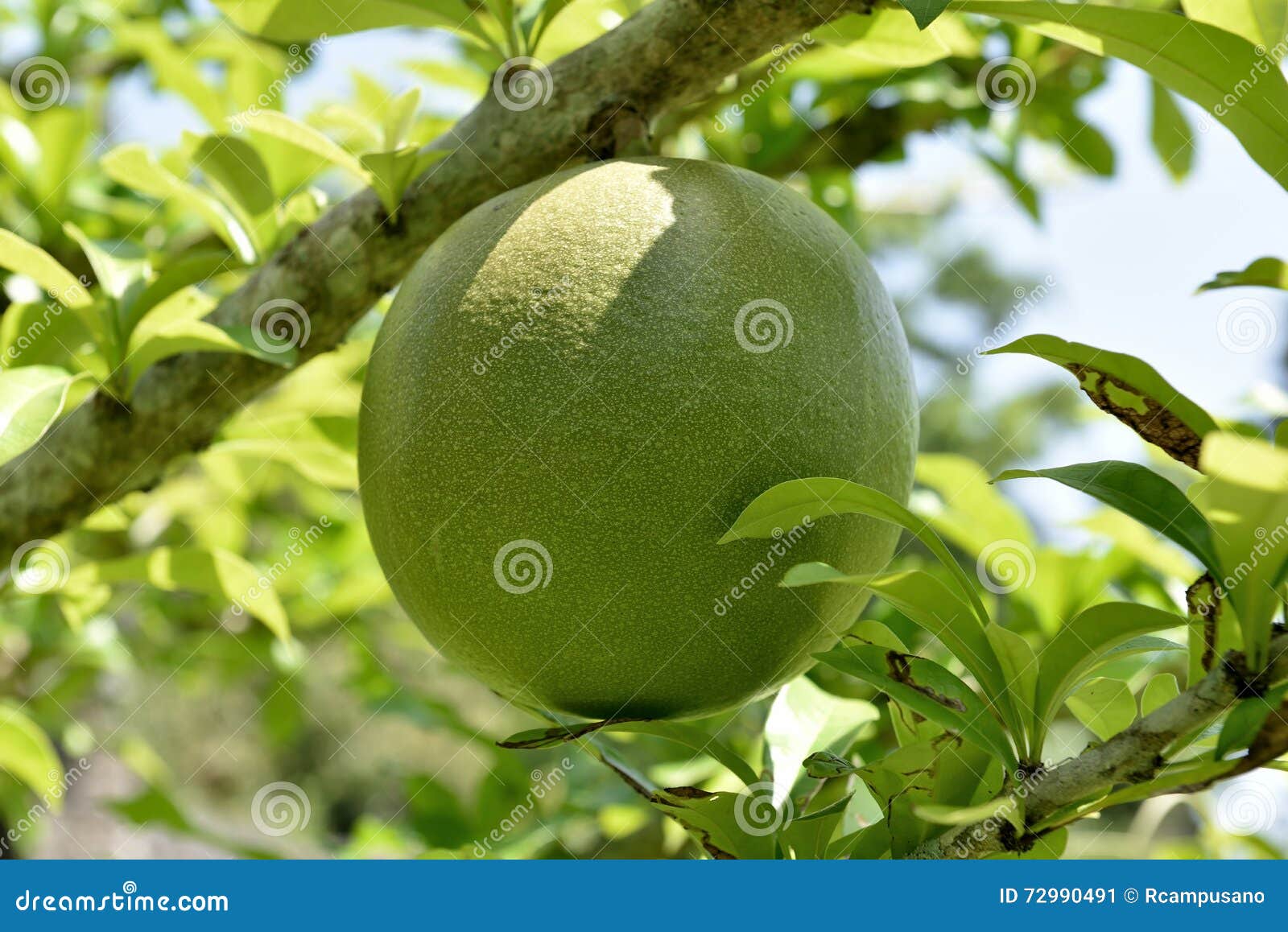 Fruit of the higuero stock image. Image of higuero, botany - 72990491