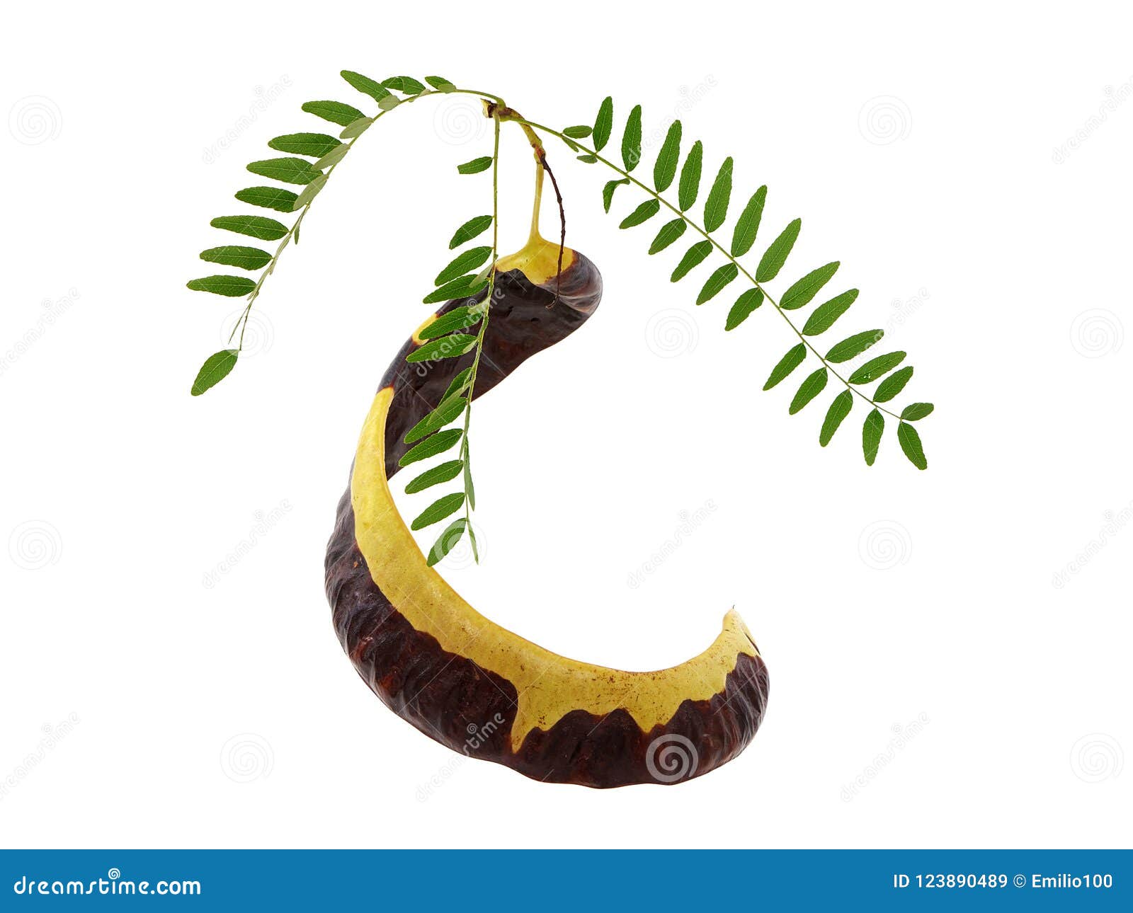 Fruit of Honey Locust Tree, Gleditsia Triacanthos Stock Image - Image ...