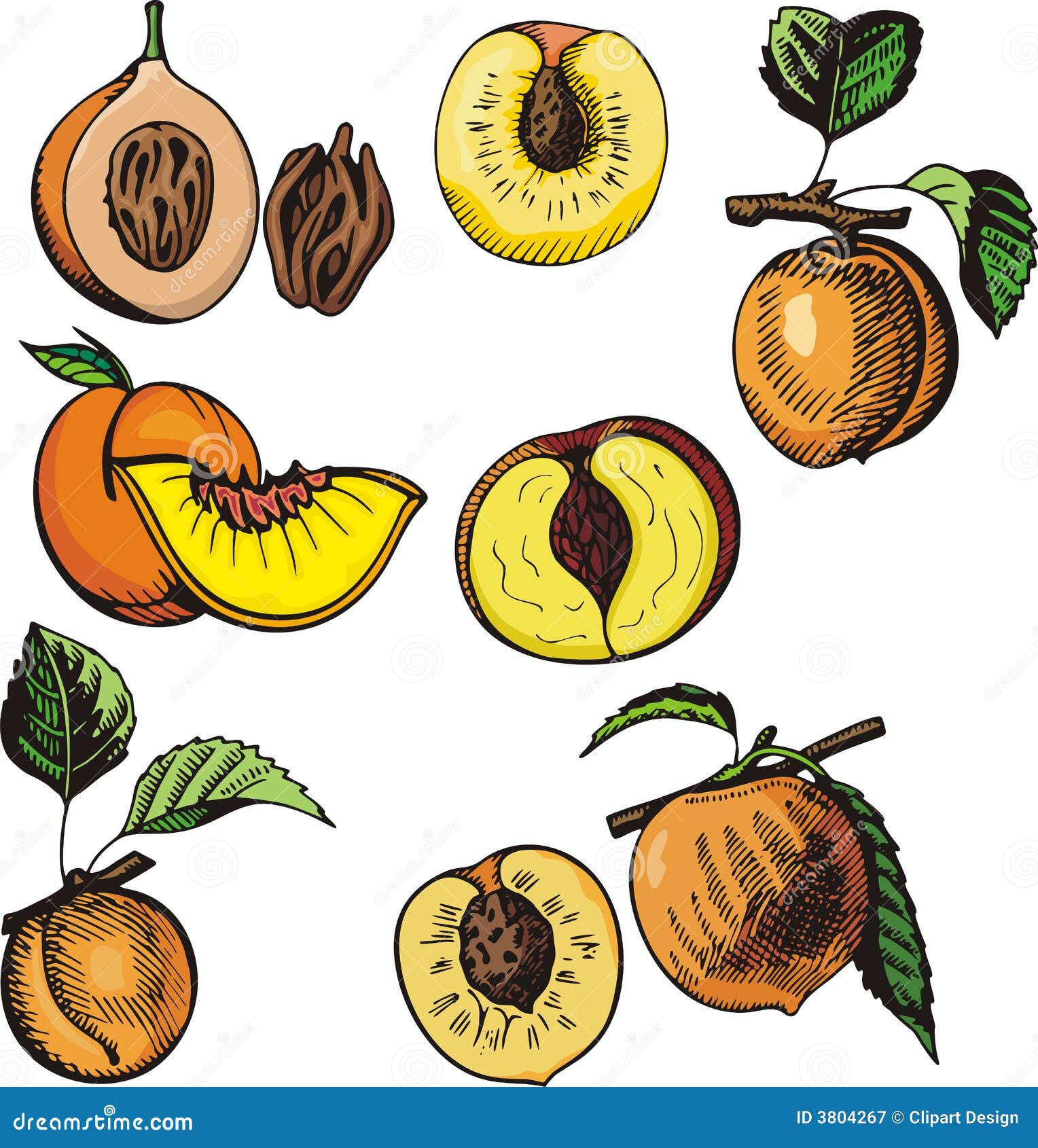 Fruit illustration series stock vector. Illustration of lifestyle - 3804267