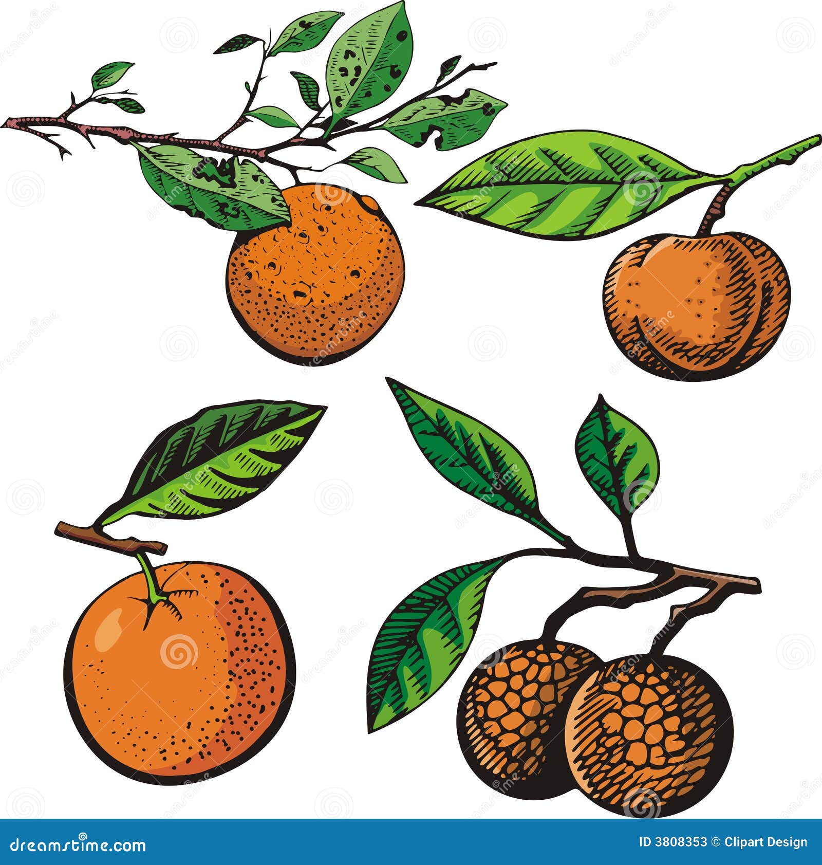 Fruit illustration series stock vector. Illustration of living - 3808353