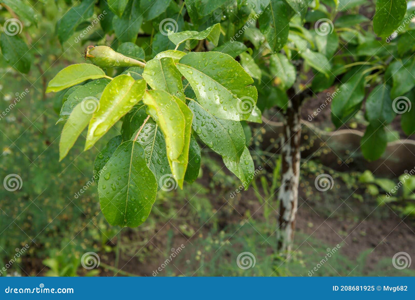 Fruit of Immature Pear on the Branch of Tree Stock Image - Image of ...