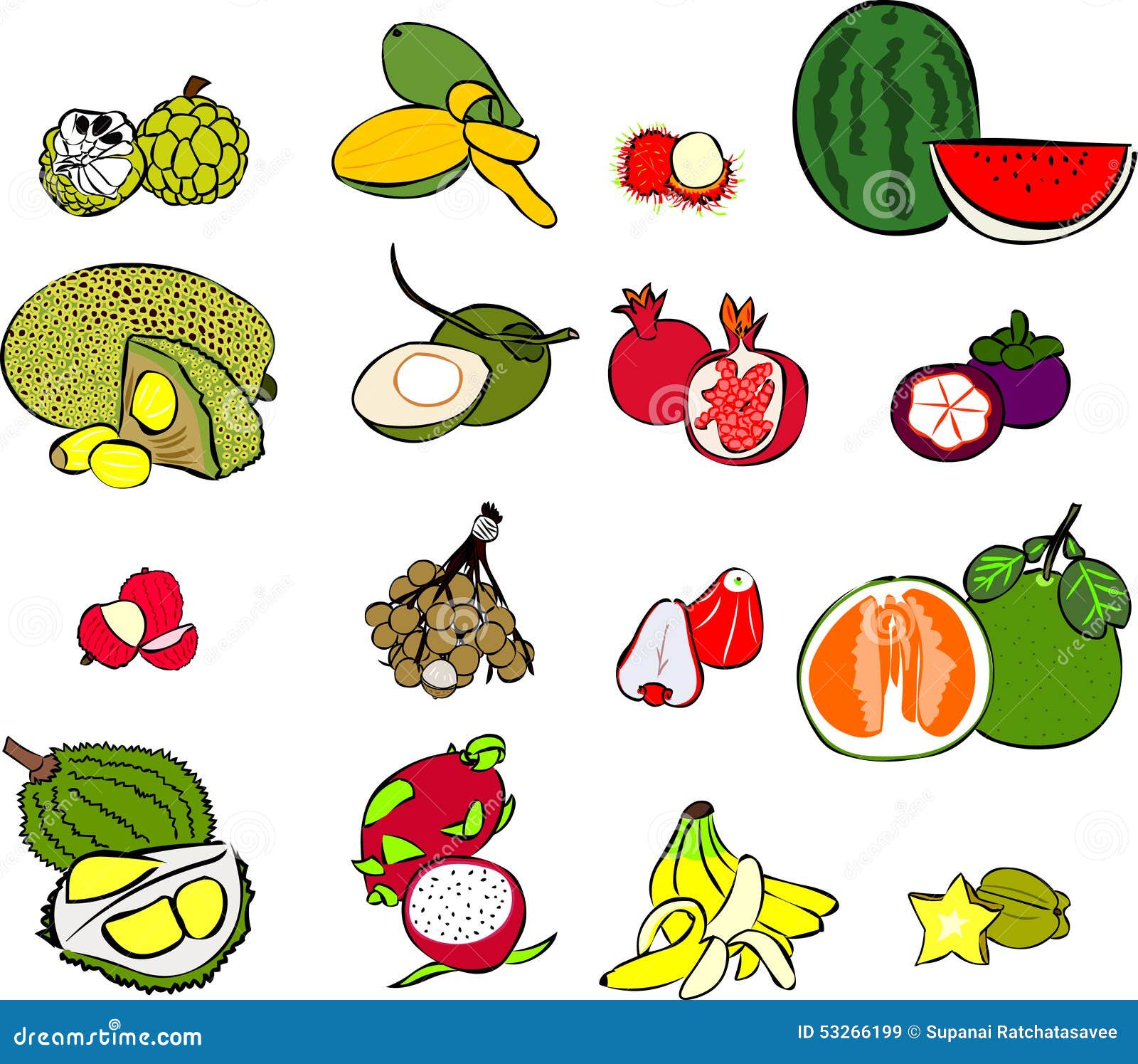 Saba Banana Leaves Tropical Fuit Vector Illustration | CartoonDealer ...