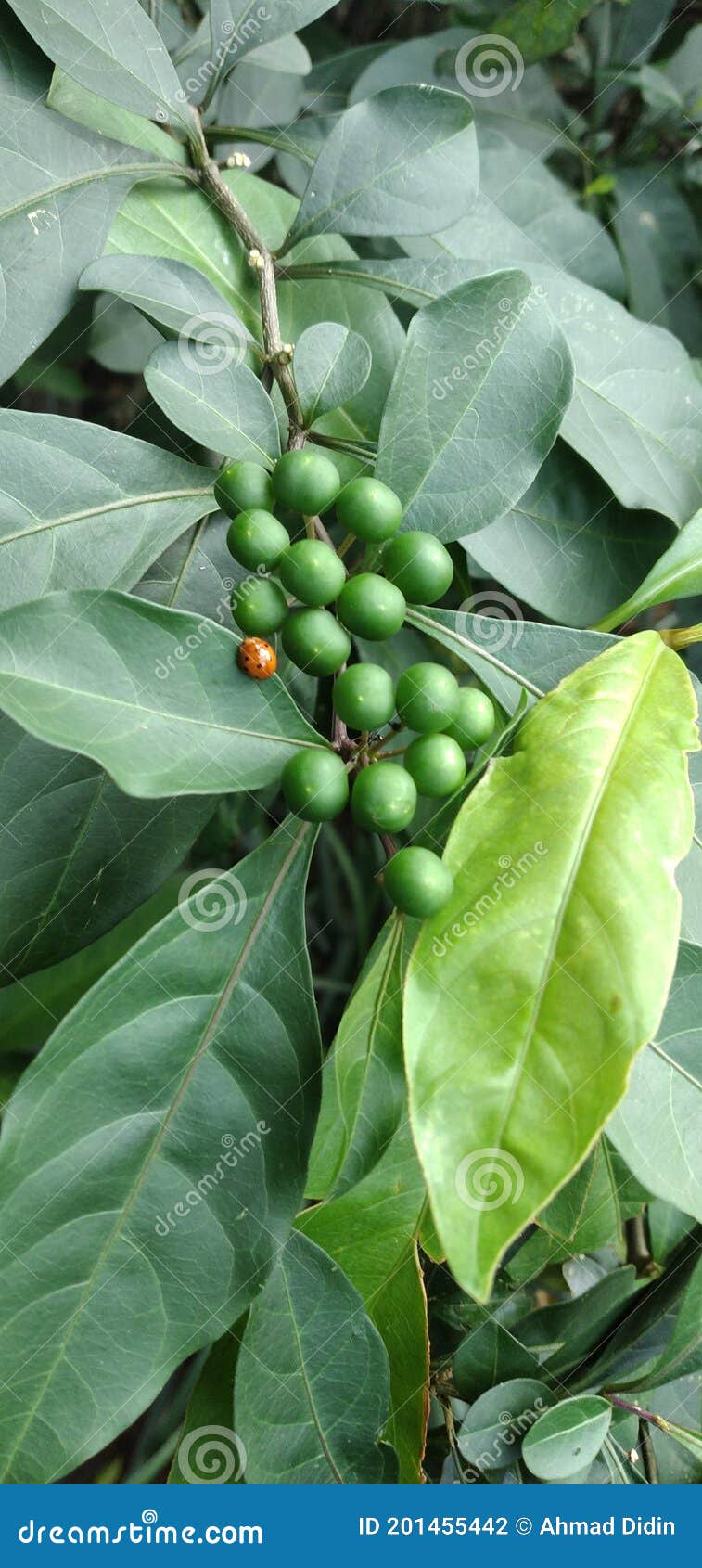 Fruit and insects stock photo. Image of tree, insects - 201455442