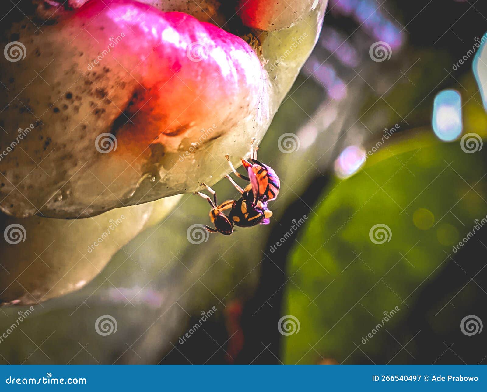 Fruit Insects Prepare To Infect the Water Guava Fruit. Stock Image ...