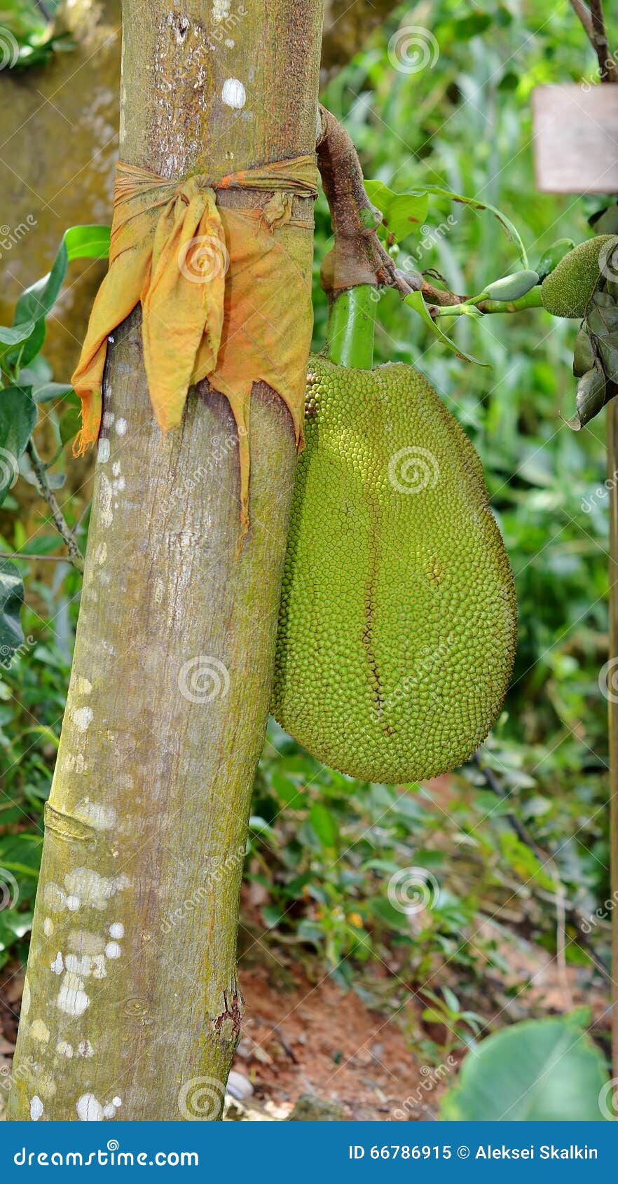 The Fruit Jackfruit Growing Out of a Tree Trunk Stock Image - Image of ...