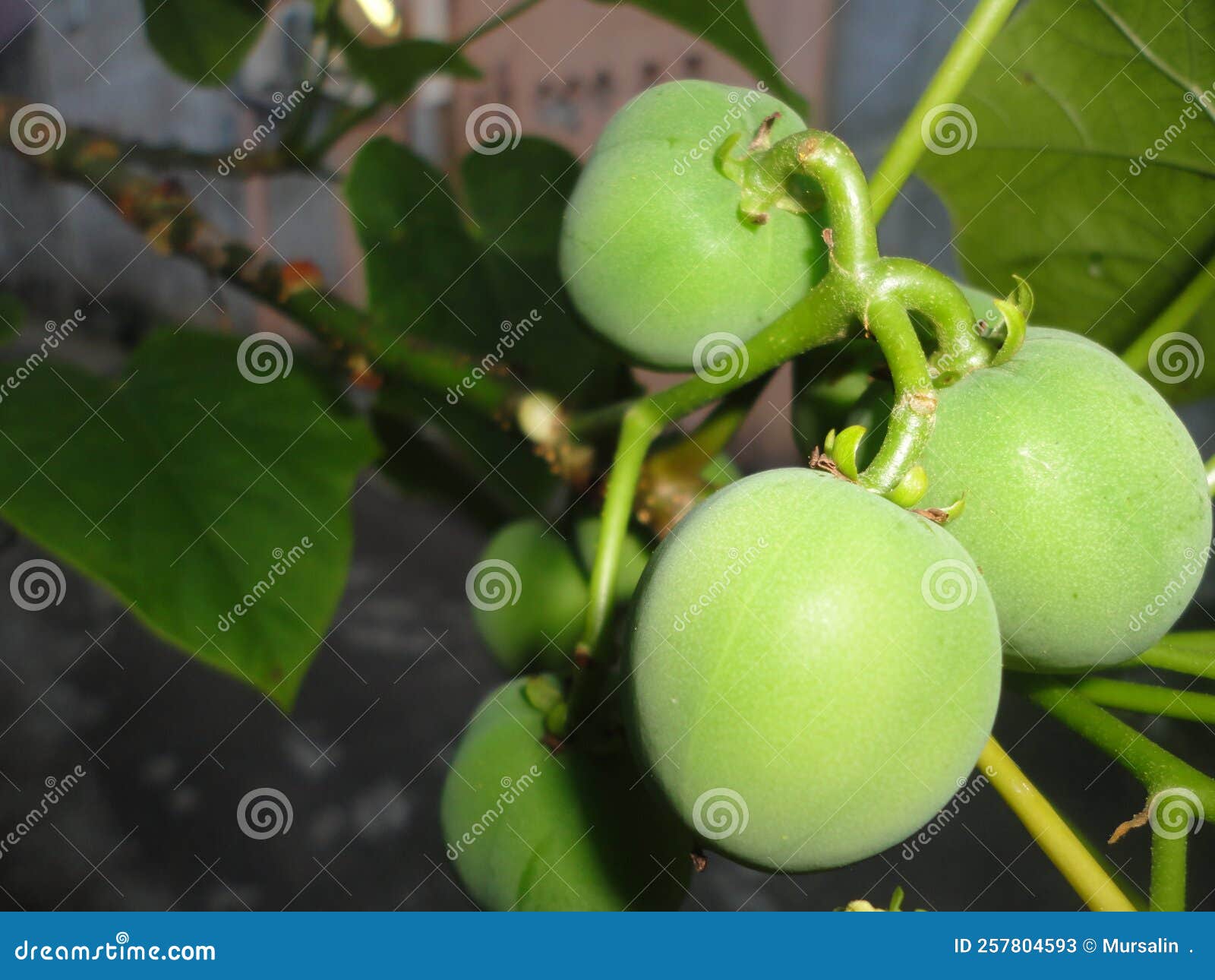 Jatropha plant fruit stock image. Image of jatropha - 257804593